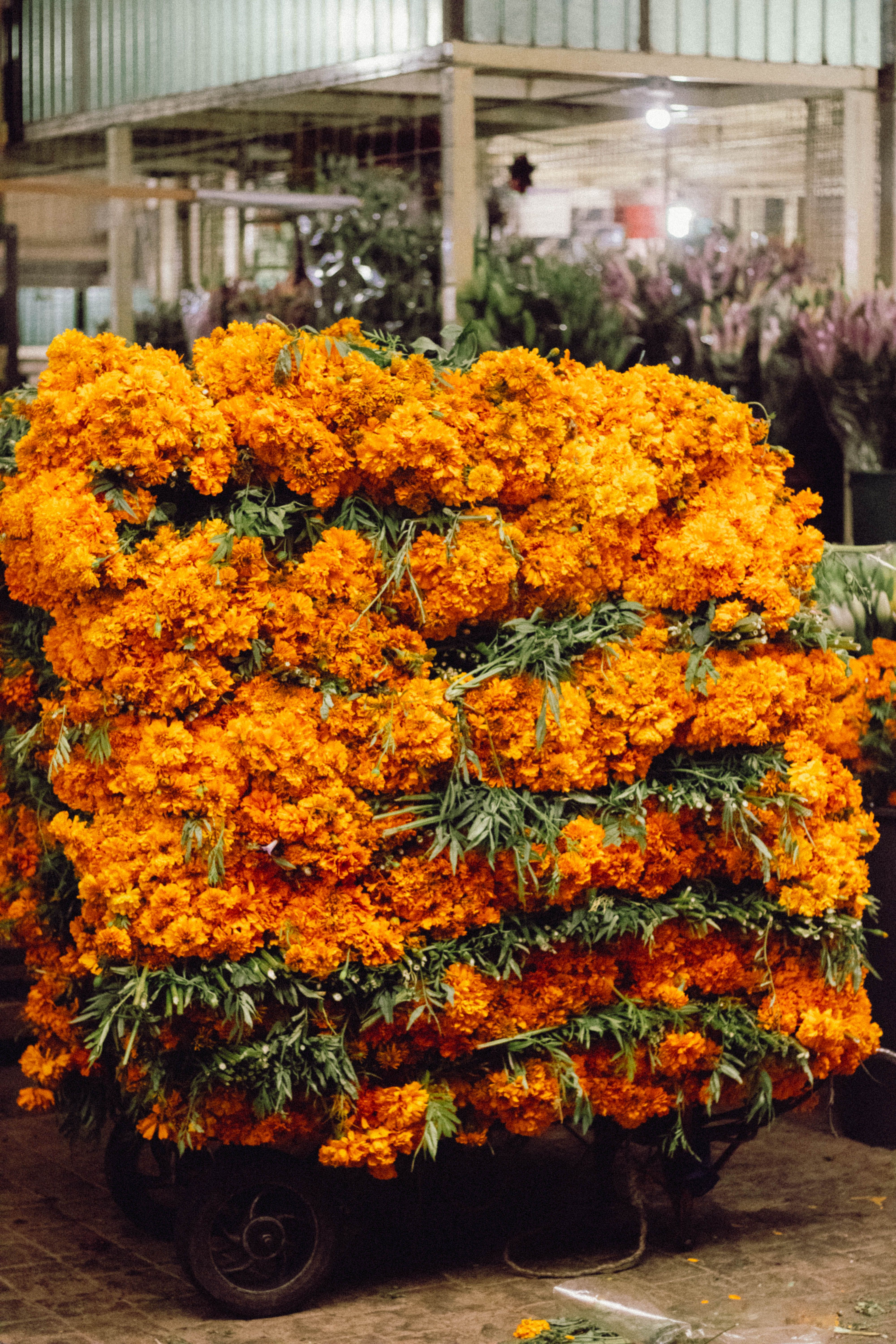 Flores De Cempasúchil De Color Caléndula Brillante En El Mercado ...