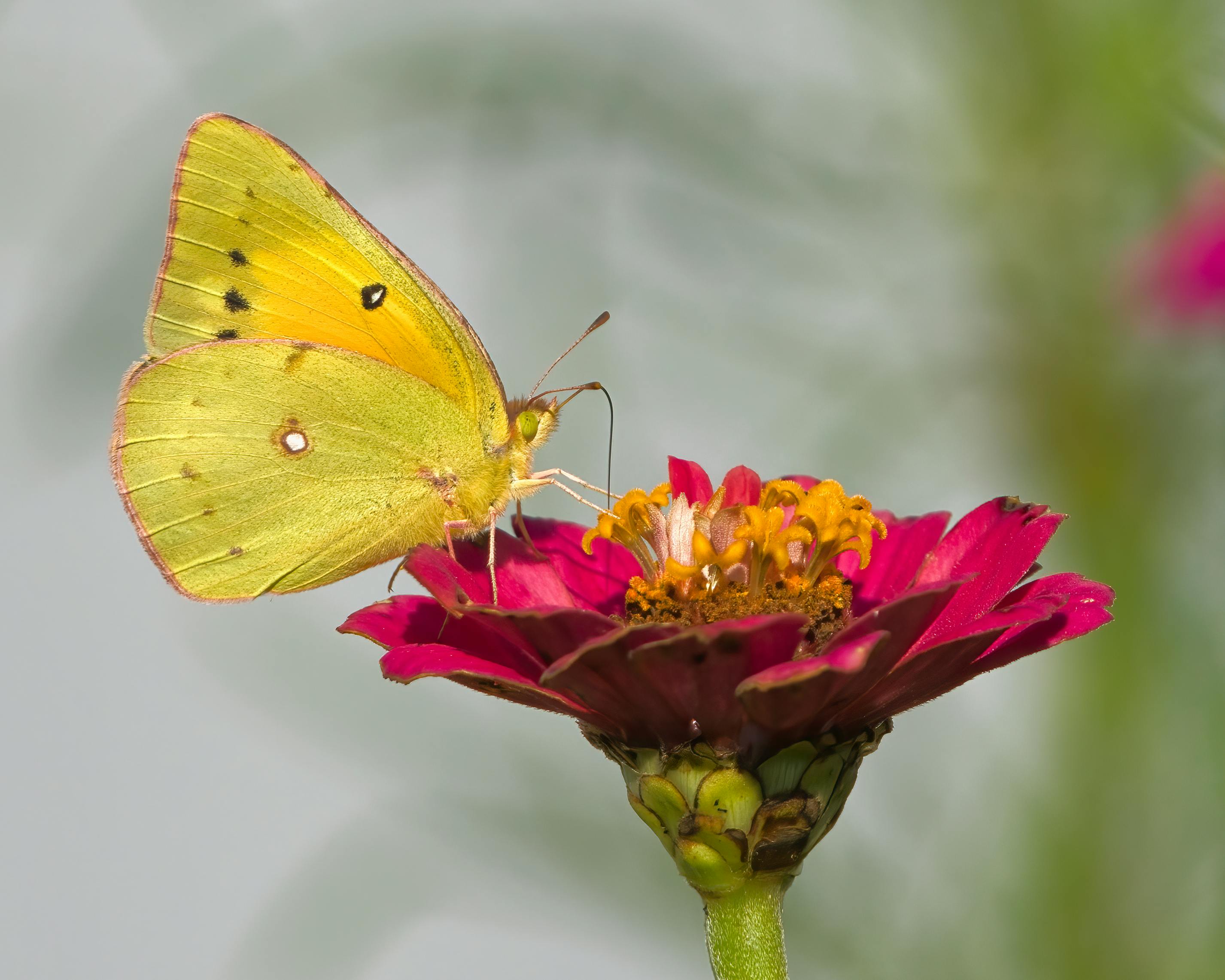 Bright Yellow Butterfly on a Vibrant Pink Flower · Free Stock Photo