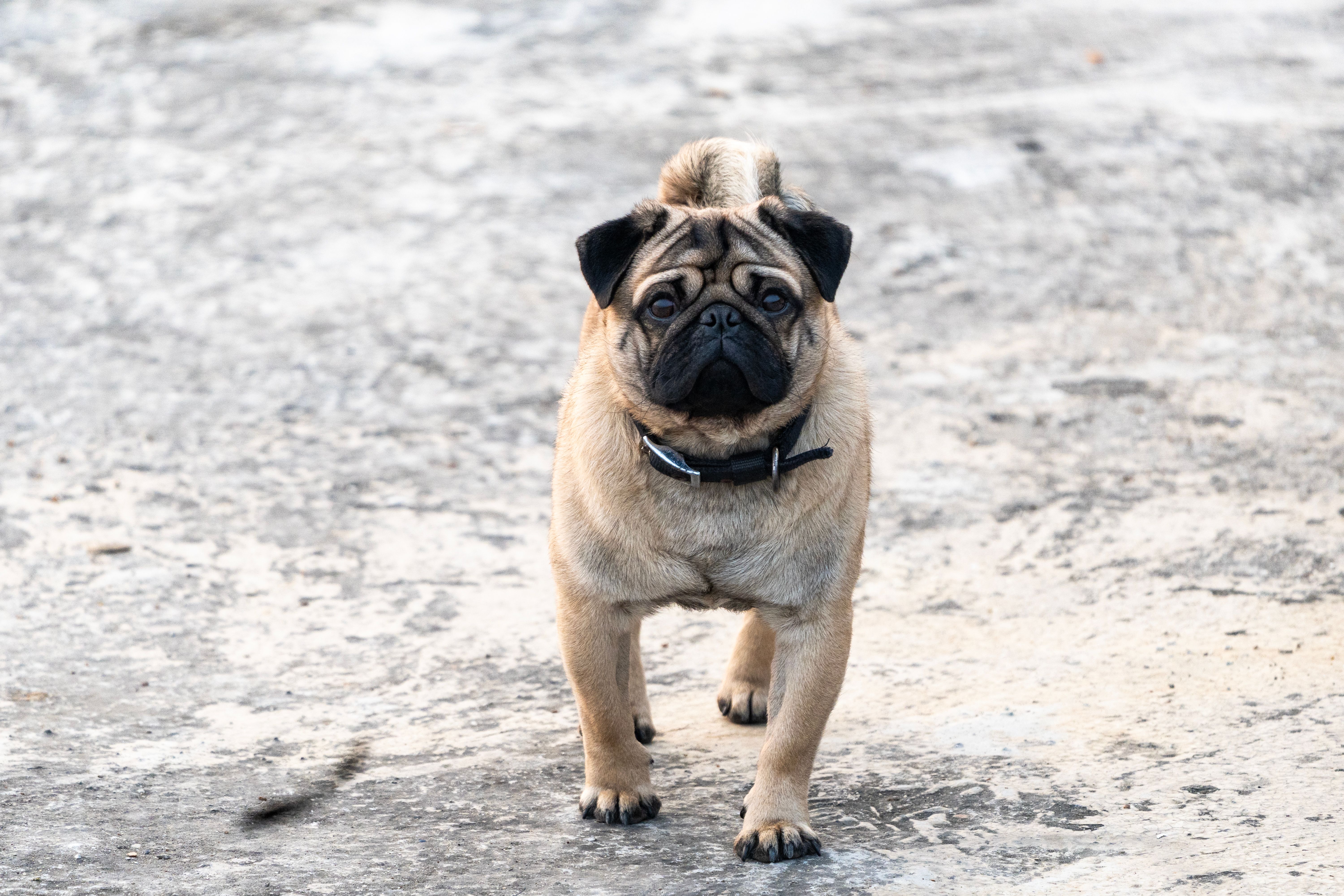 Adorable Pug Standing on Concrete Surface · Free Stock Photo