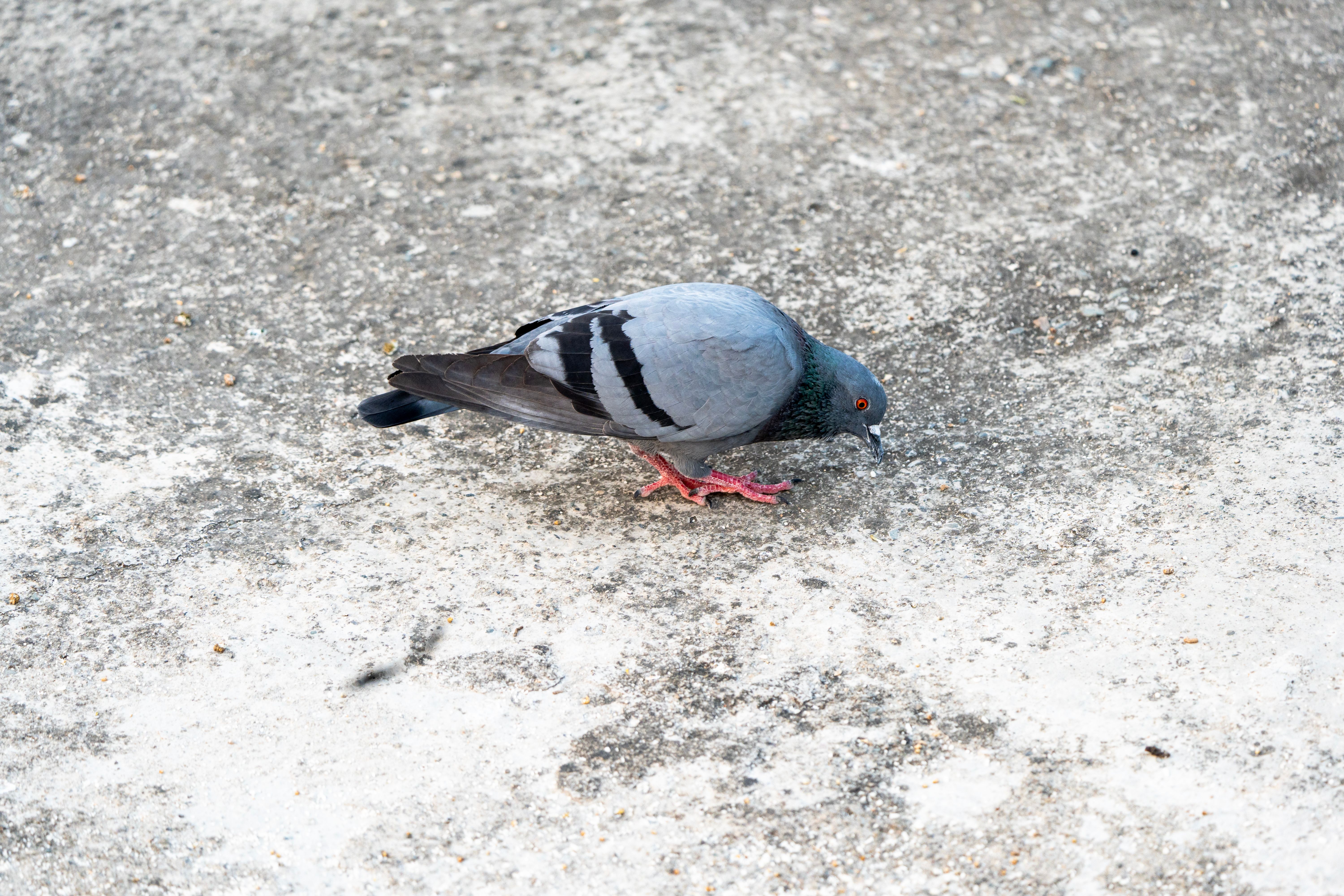 Pigeon foraging on urban concrete surface · Free Stock Photo