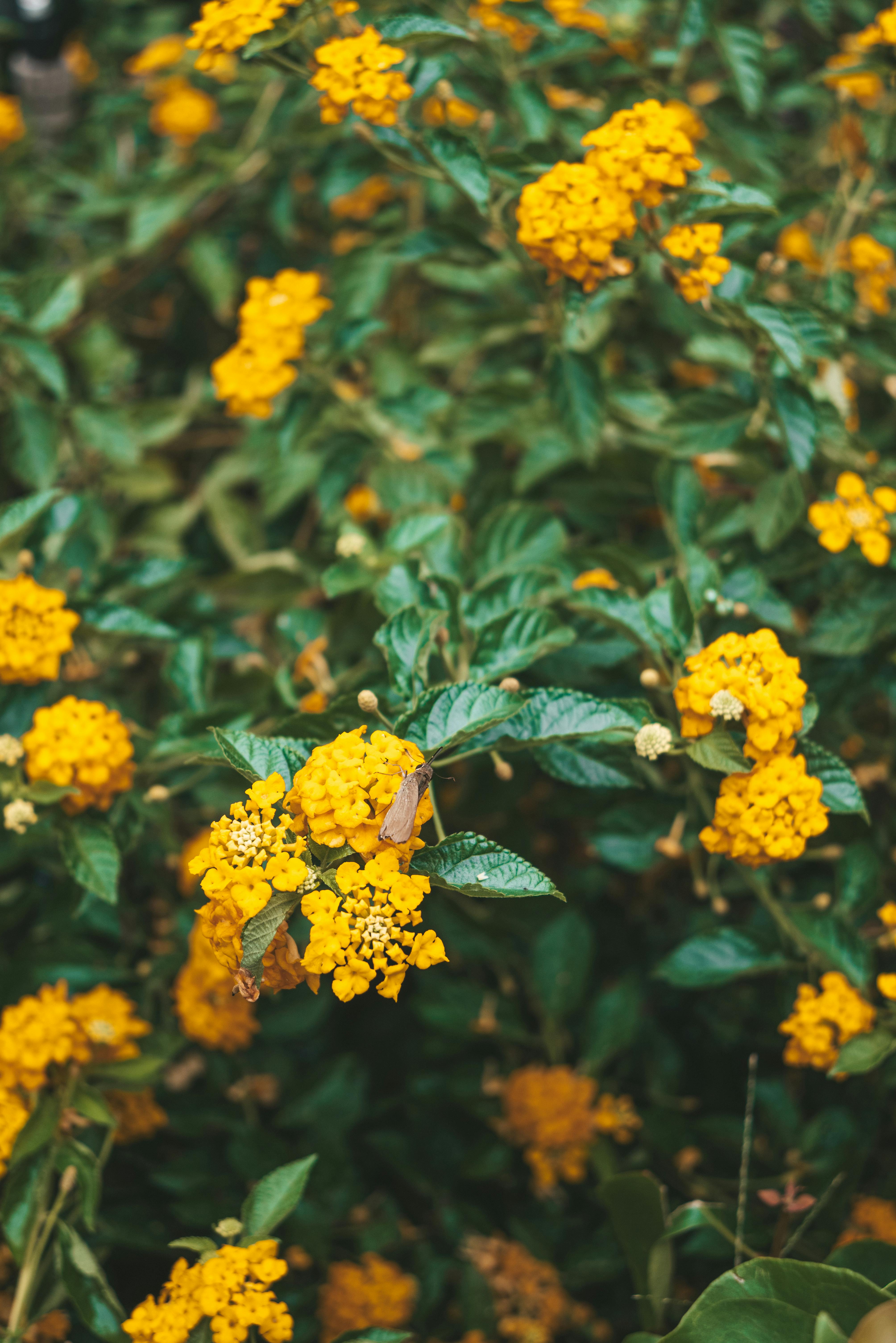 Beautiful Yellow Lantana Flowers in Guilin · Free Stock Photo