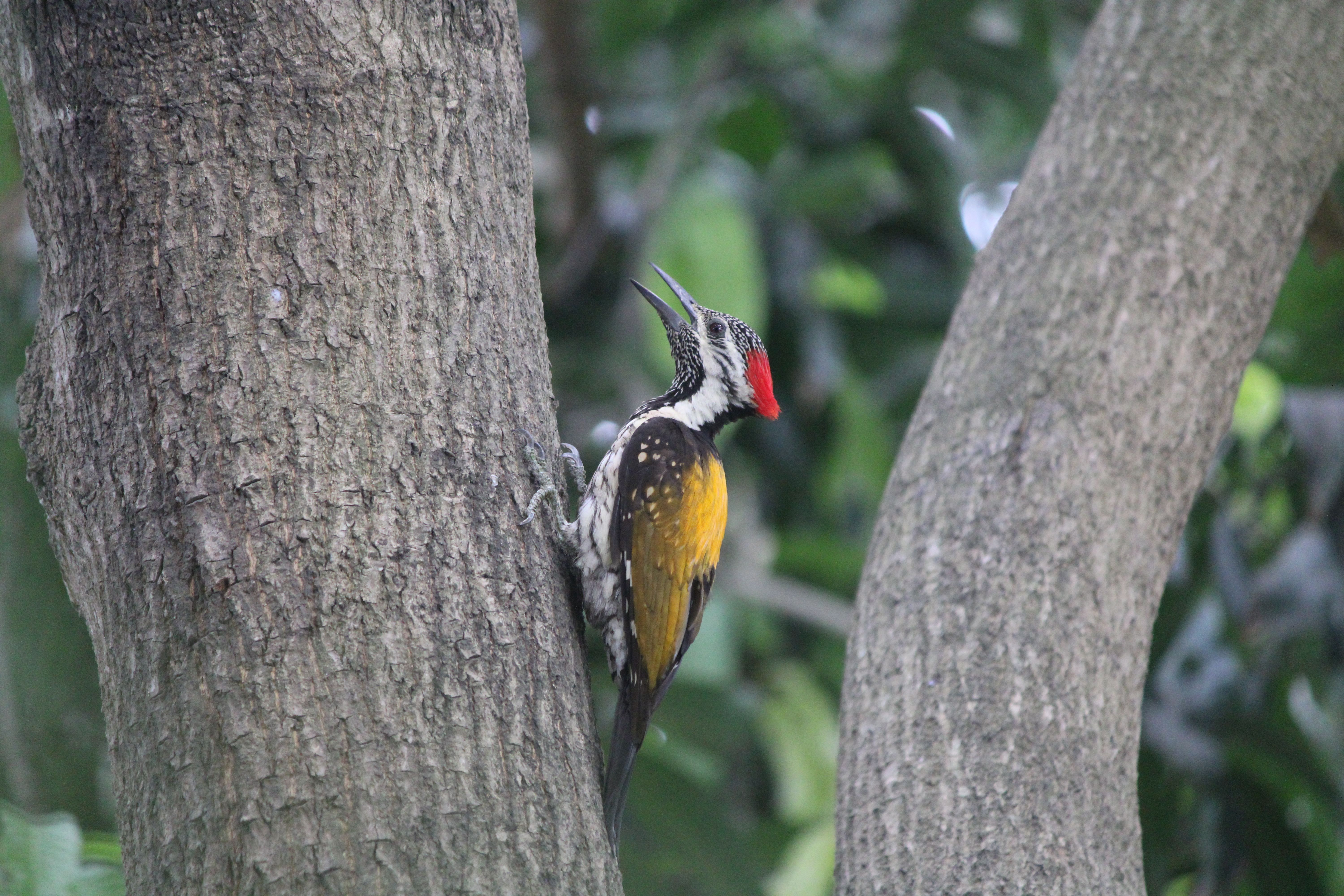 Spotted Back Woodpecker Photos, Download The BEST Free Spotted Back ...