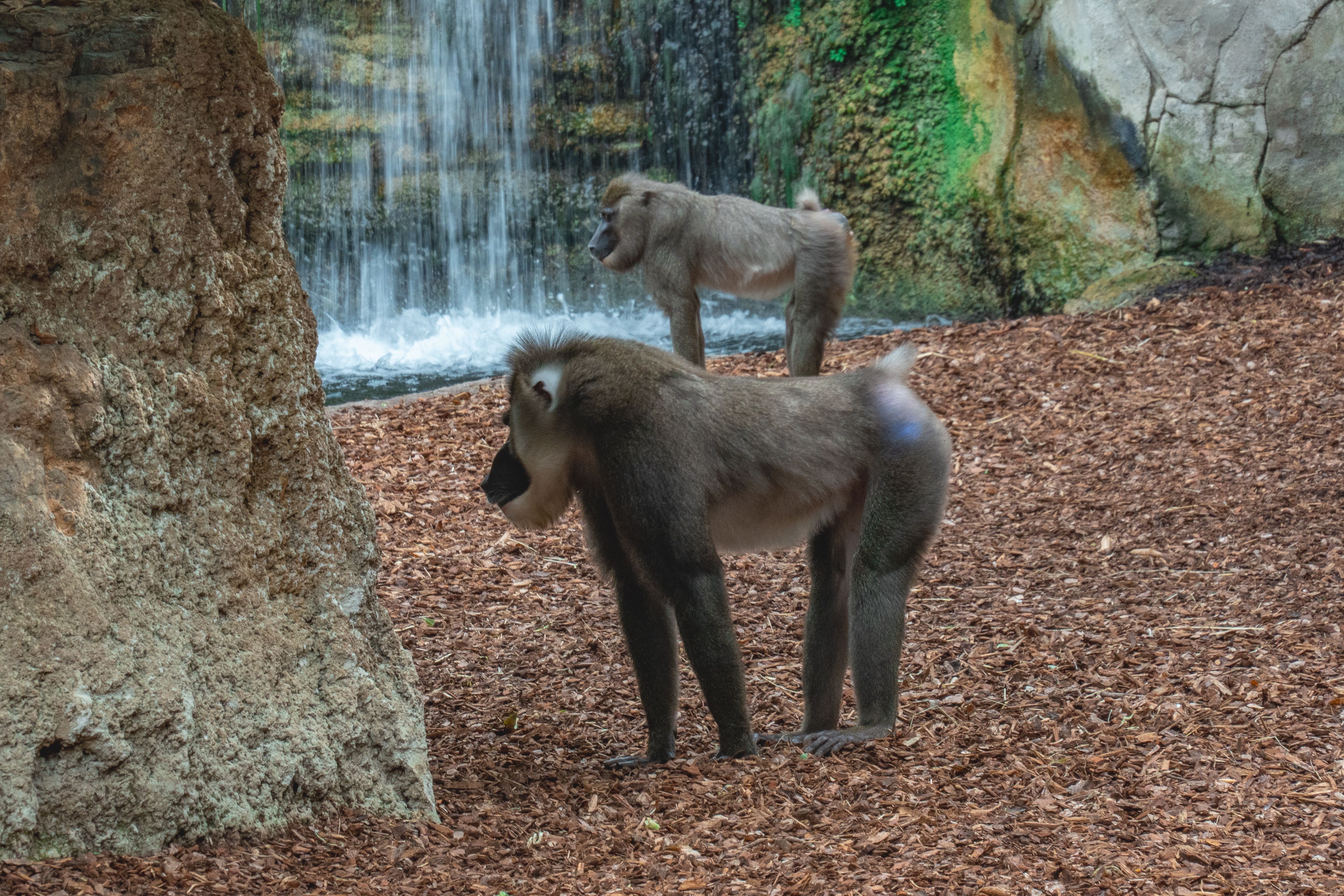 Mandrills Near Waterfall in Natural Habitat · Free Stock Photo