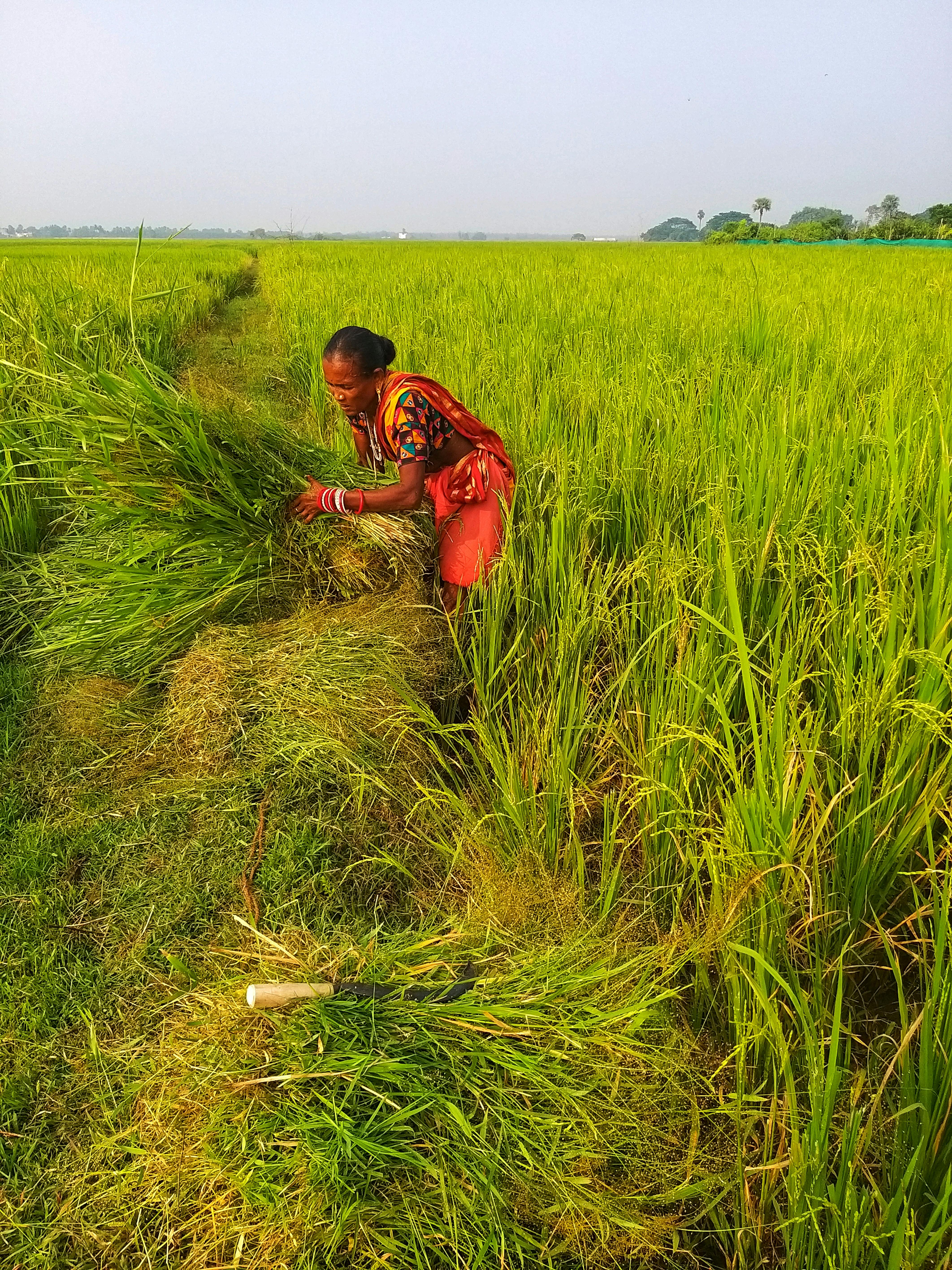 Indian Woman Harvesting Rice in Cuttack Field · Free Stock Photo