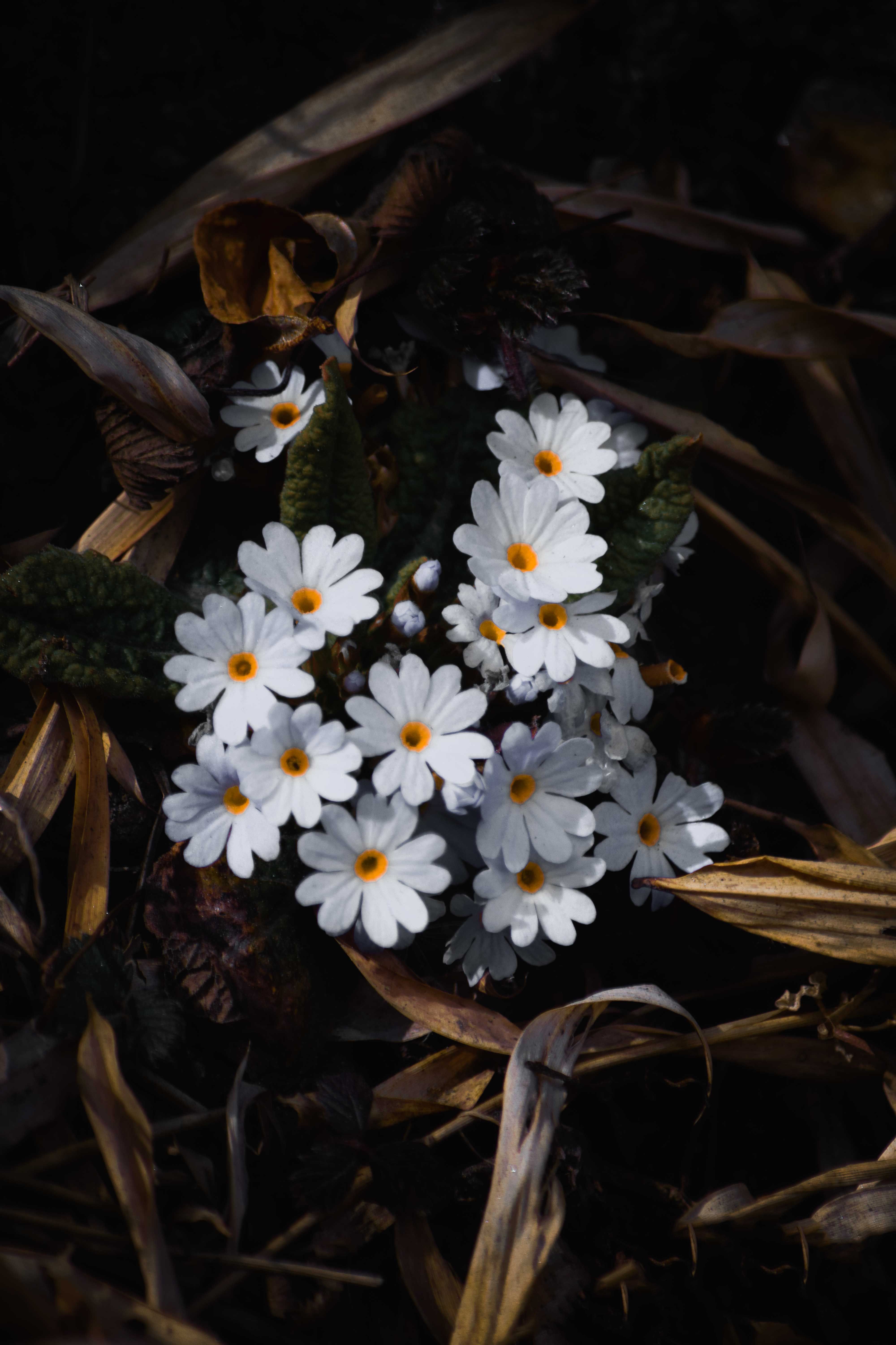 White Primula Flowers on Forest Floor in Nepal · Free Stock Photo