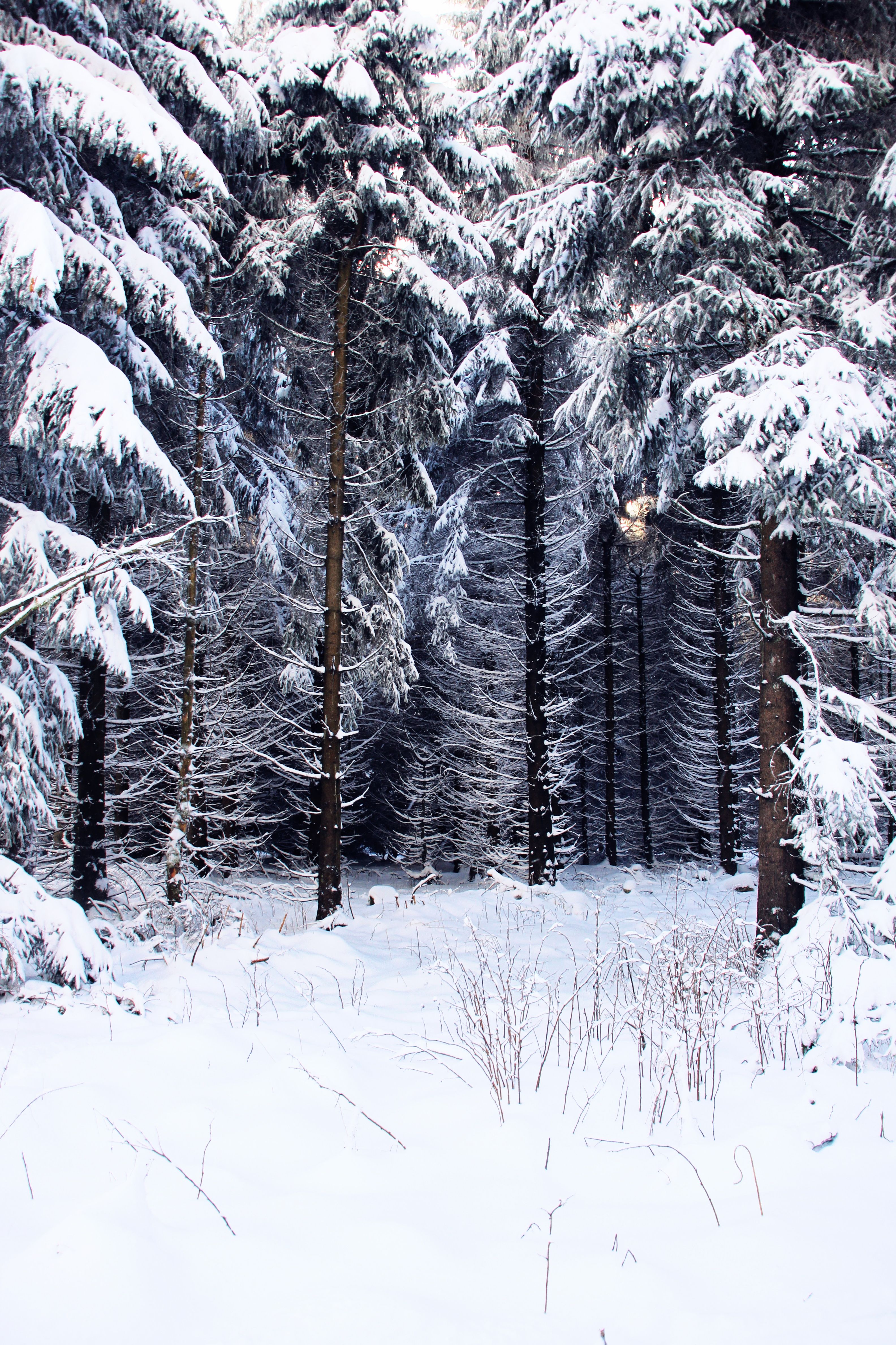 Snowy Winter Forest Scene with Snow-Covered Trees · Free Stock Photo
