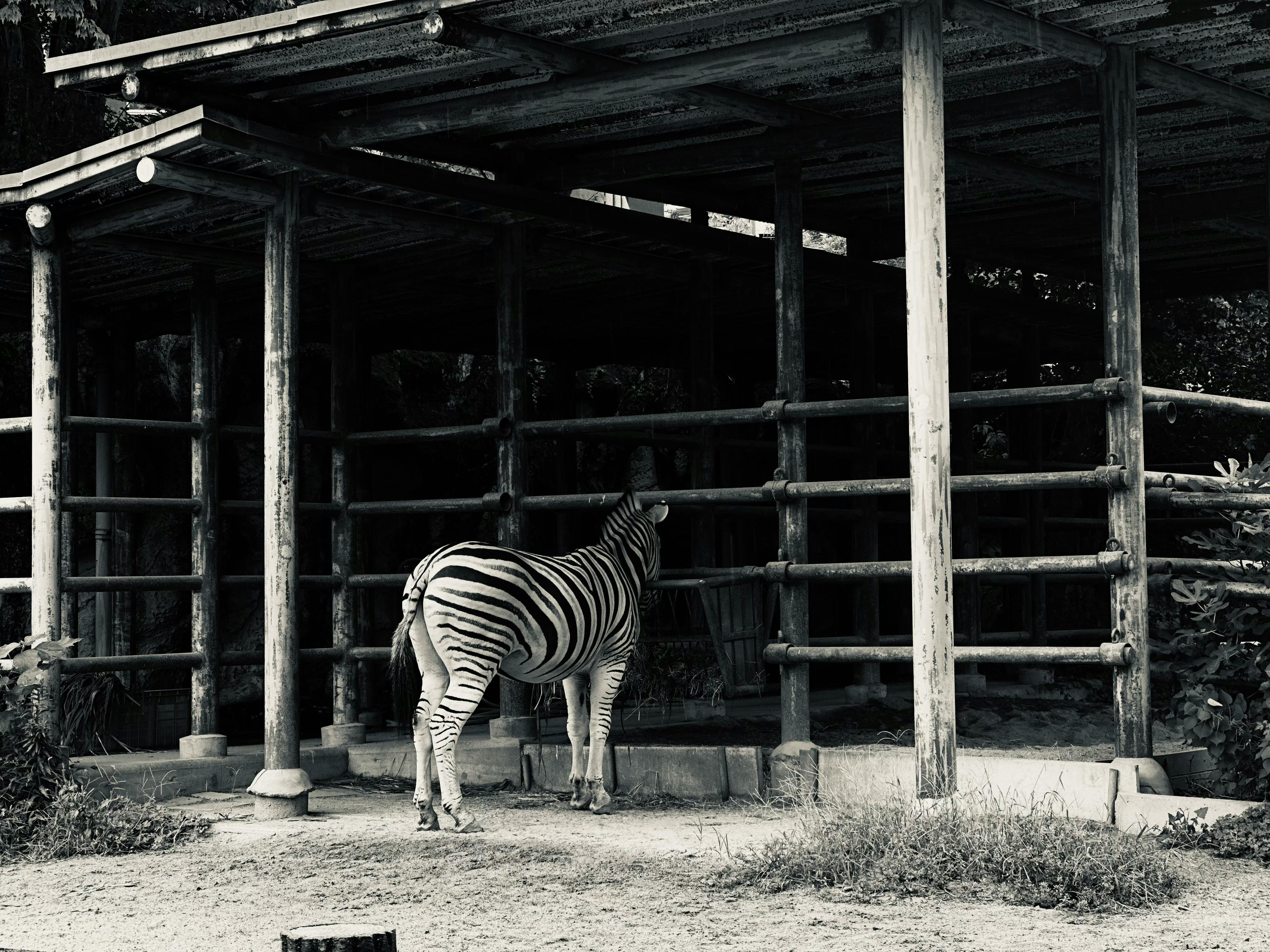 Monochrome Zebra in Rustic Enclosure · Free Stock Photo