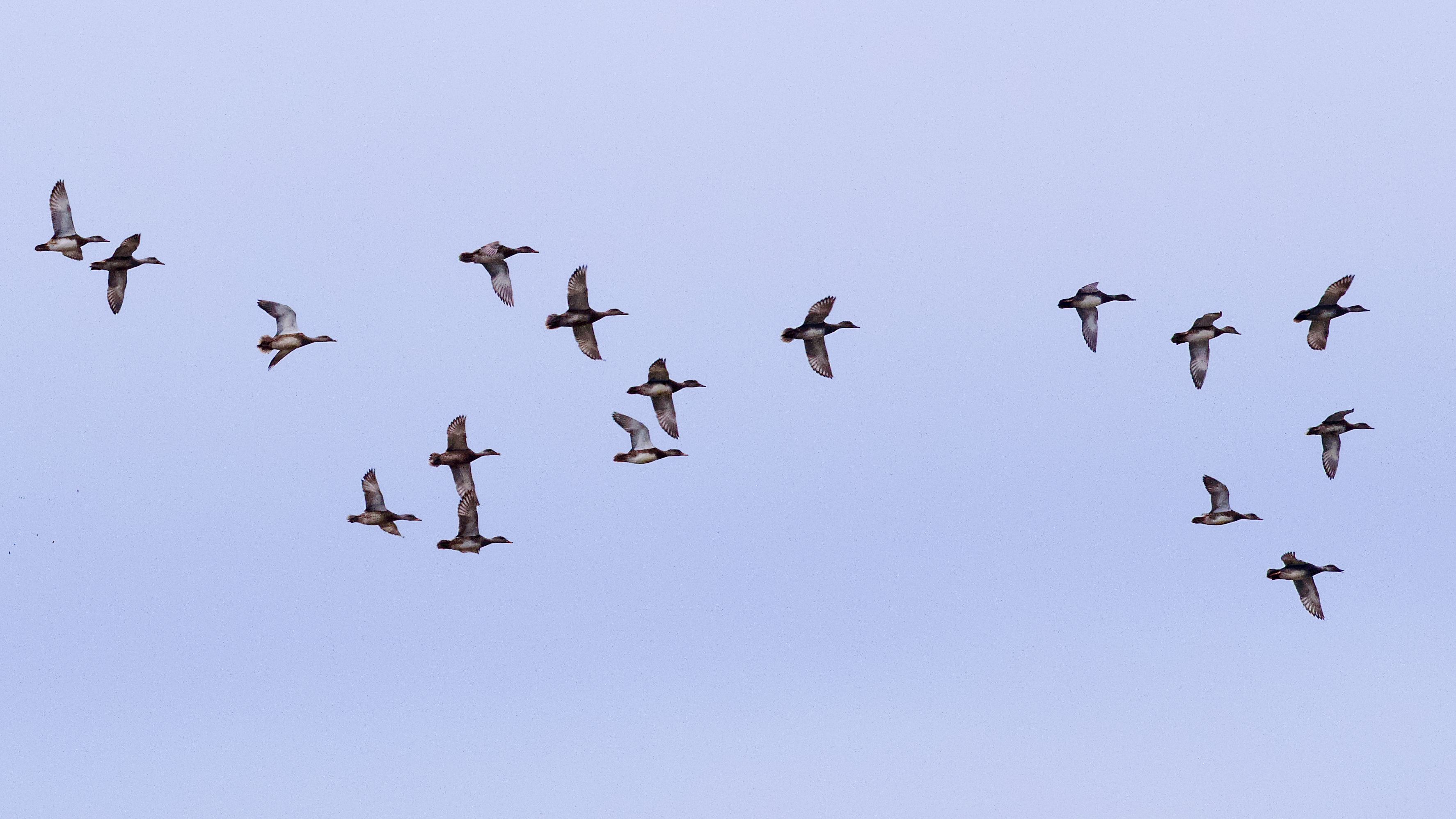 Patos Salvajes En Un Refugio De Vida Silvestre · Foto de stock gratuita