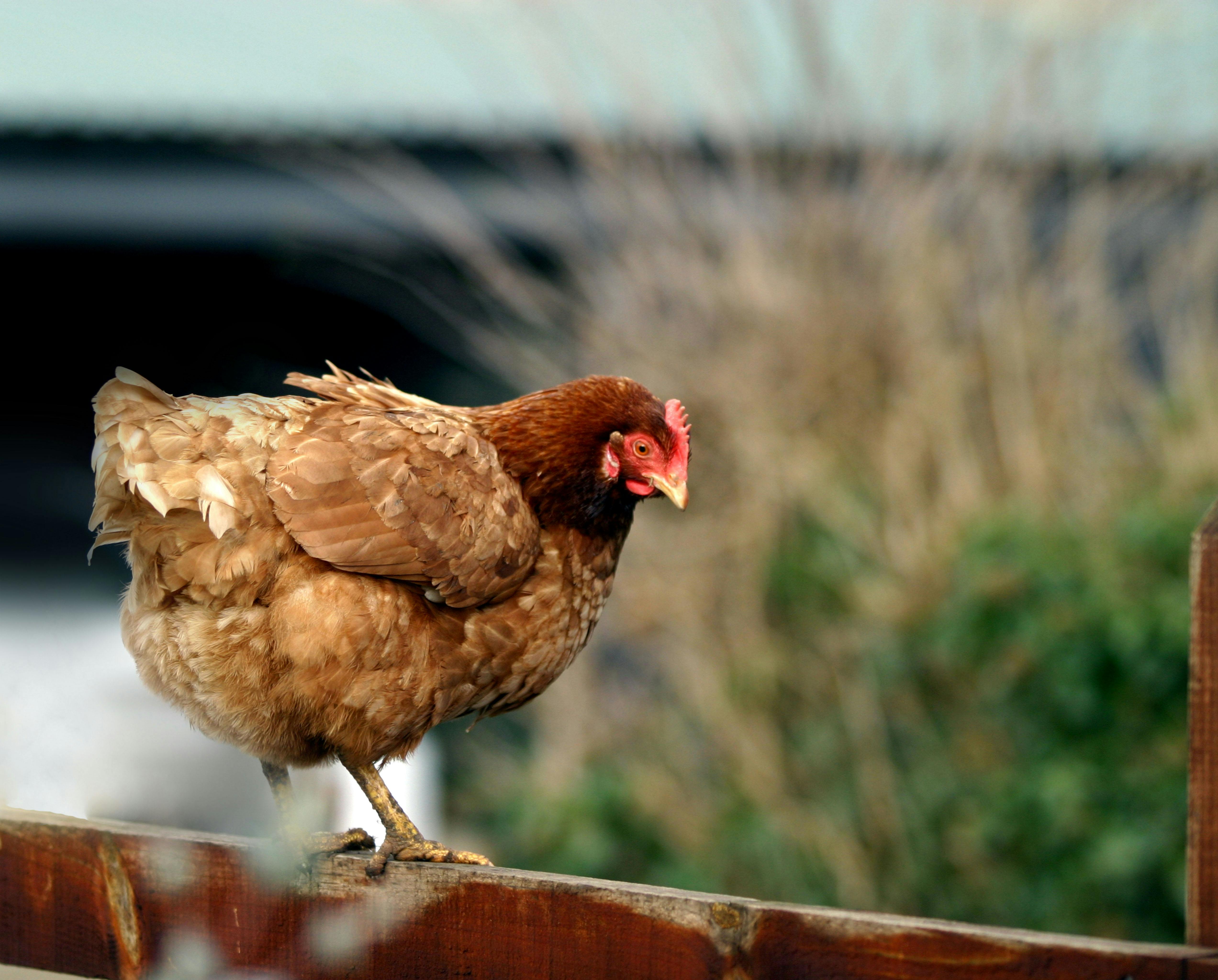 Chicken On Farm Photos, Download The BEST Free Chicken On Farm Stock ...