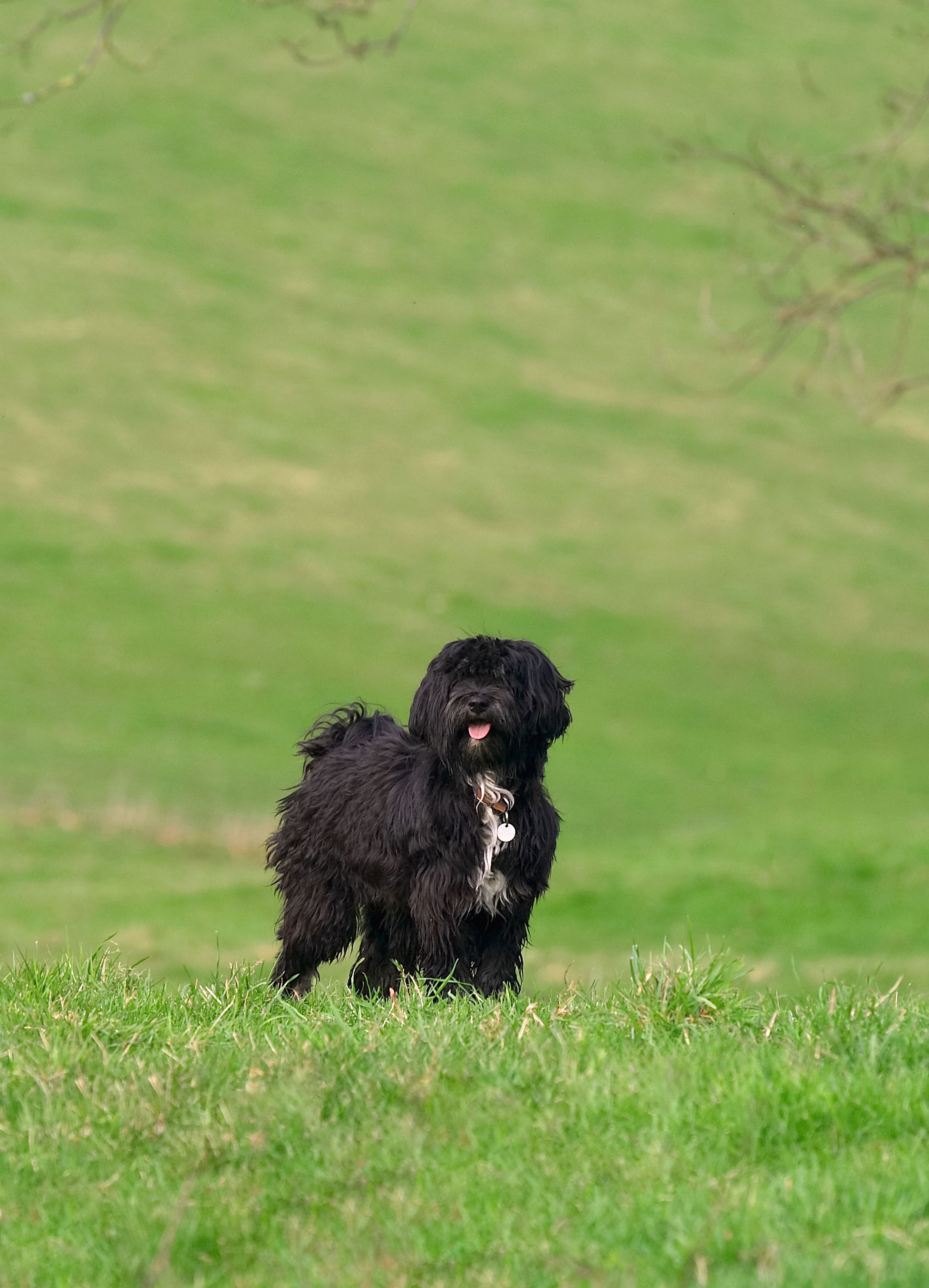 Dog Best Background Photos, Download The BEST Free Dog Best Background ...