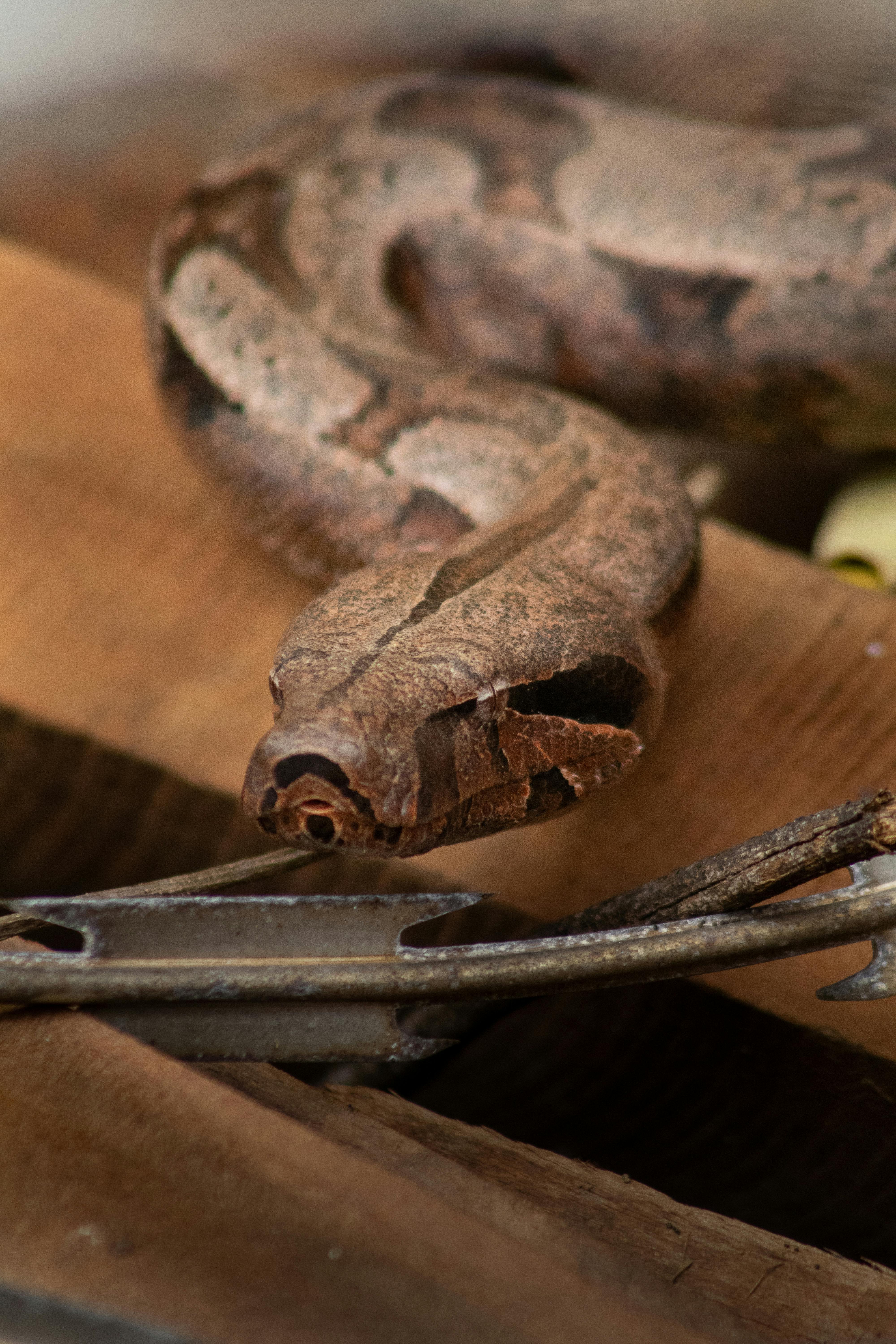 Close-up of Brown Snake on Wood Surface · Free Stock Photo