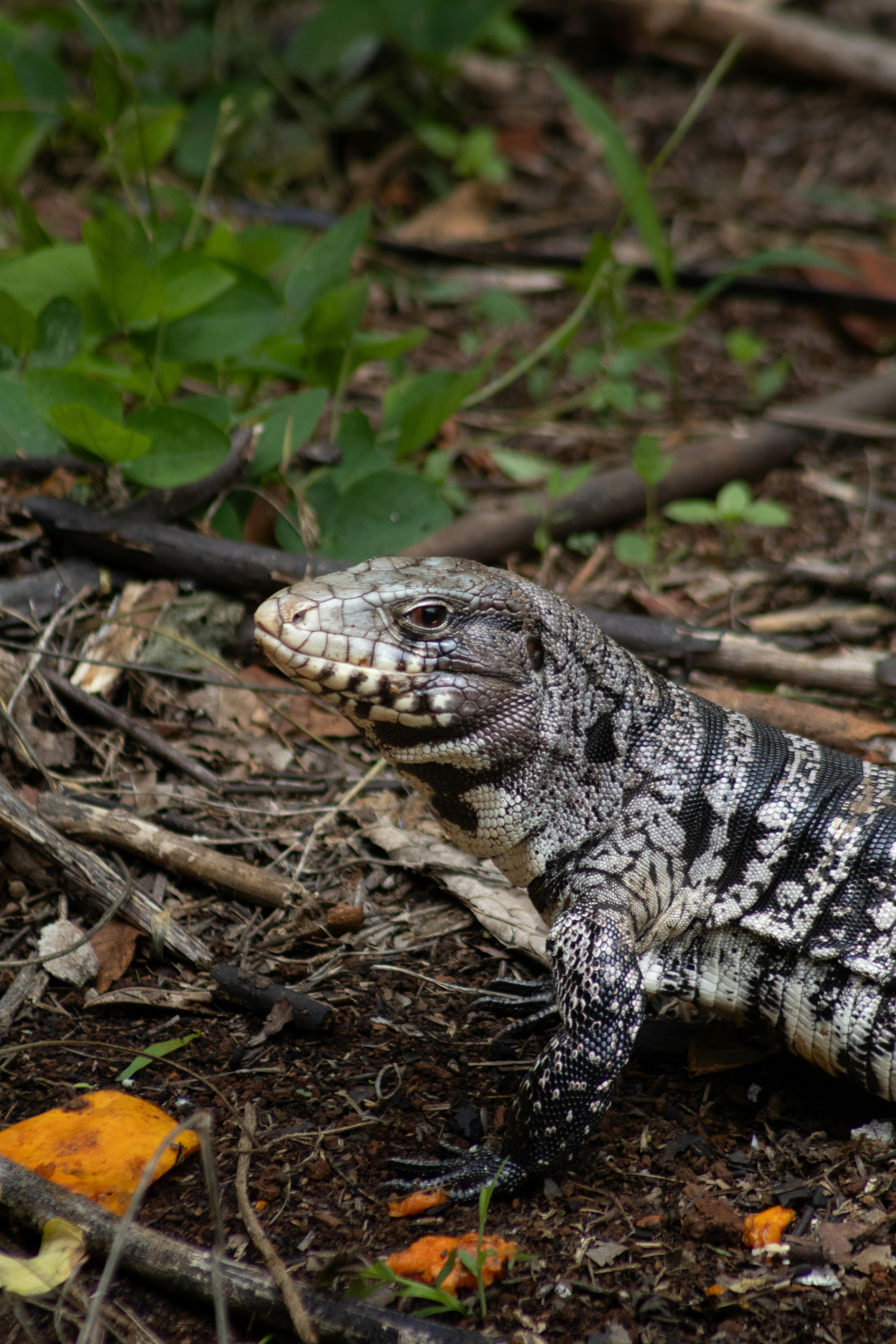 Black And White Tegu Photos, Download The BEST Free Black And White ...