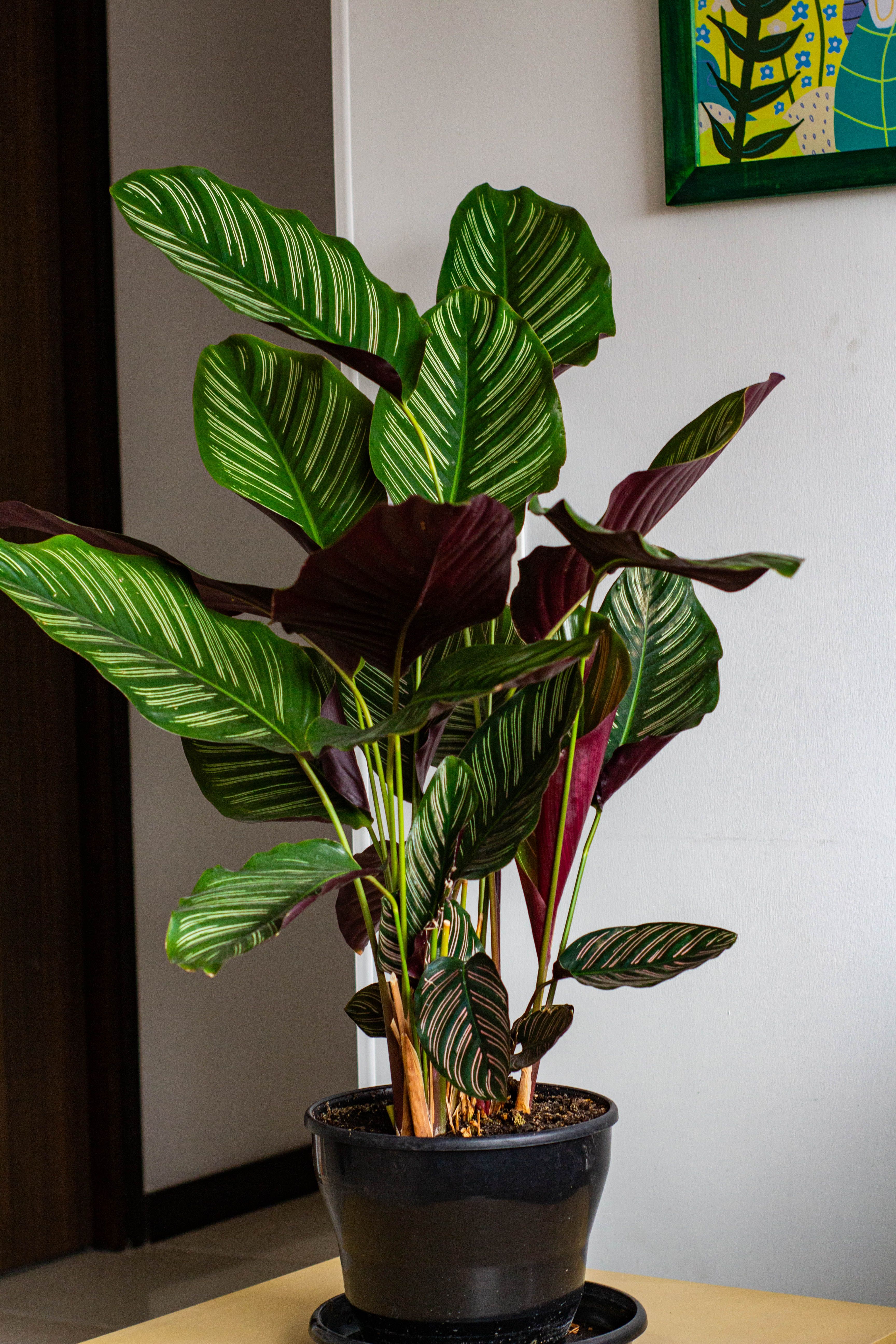Vibrant Indoor Calathea Plant in Pot · Free Stock Photo
