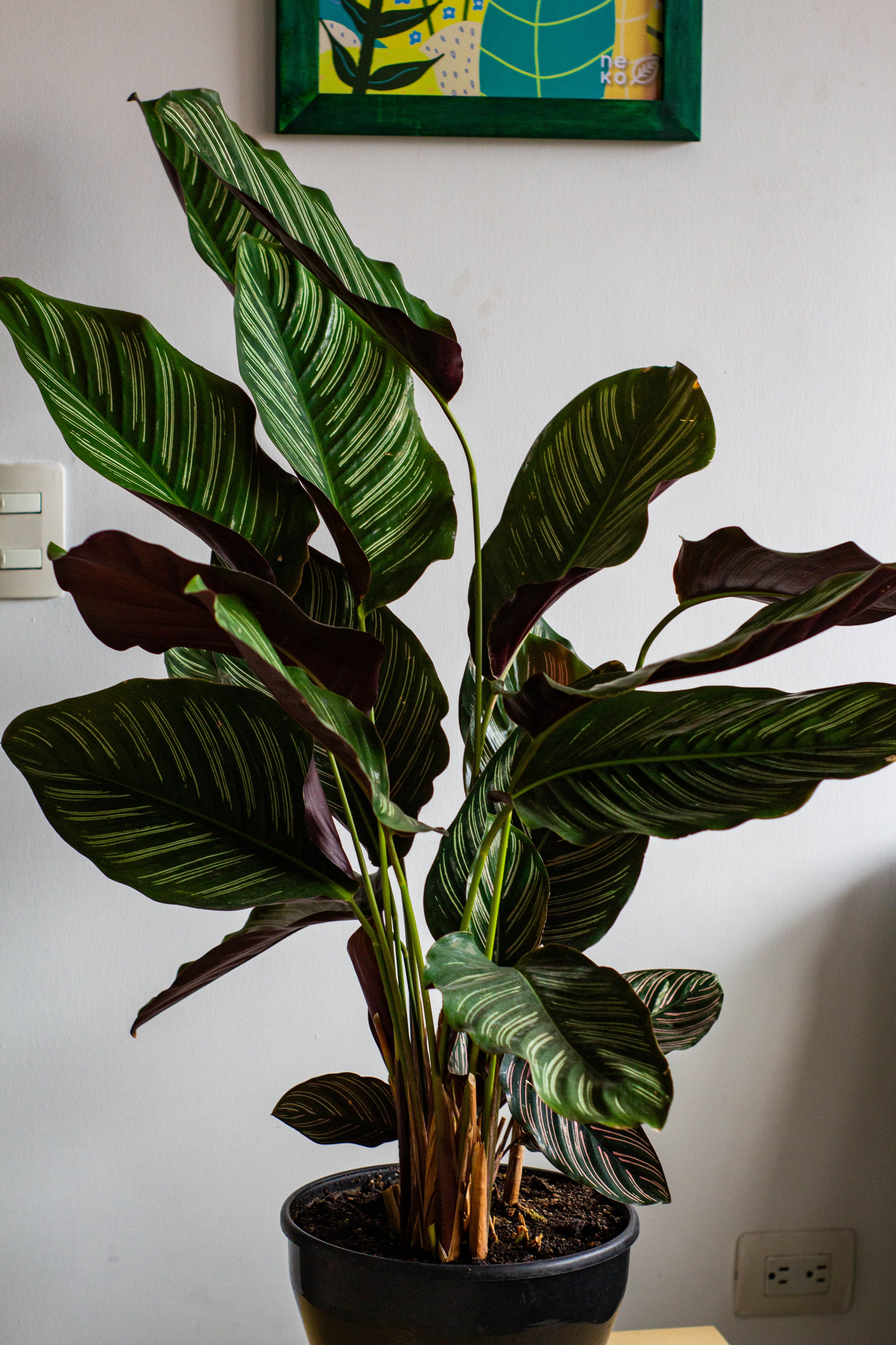 Lush Calathea Plant Against White Wall · Free Stock Photo