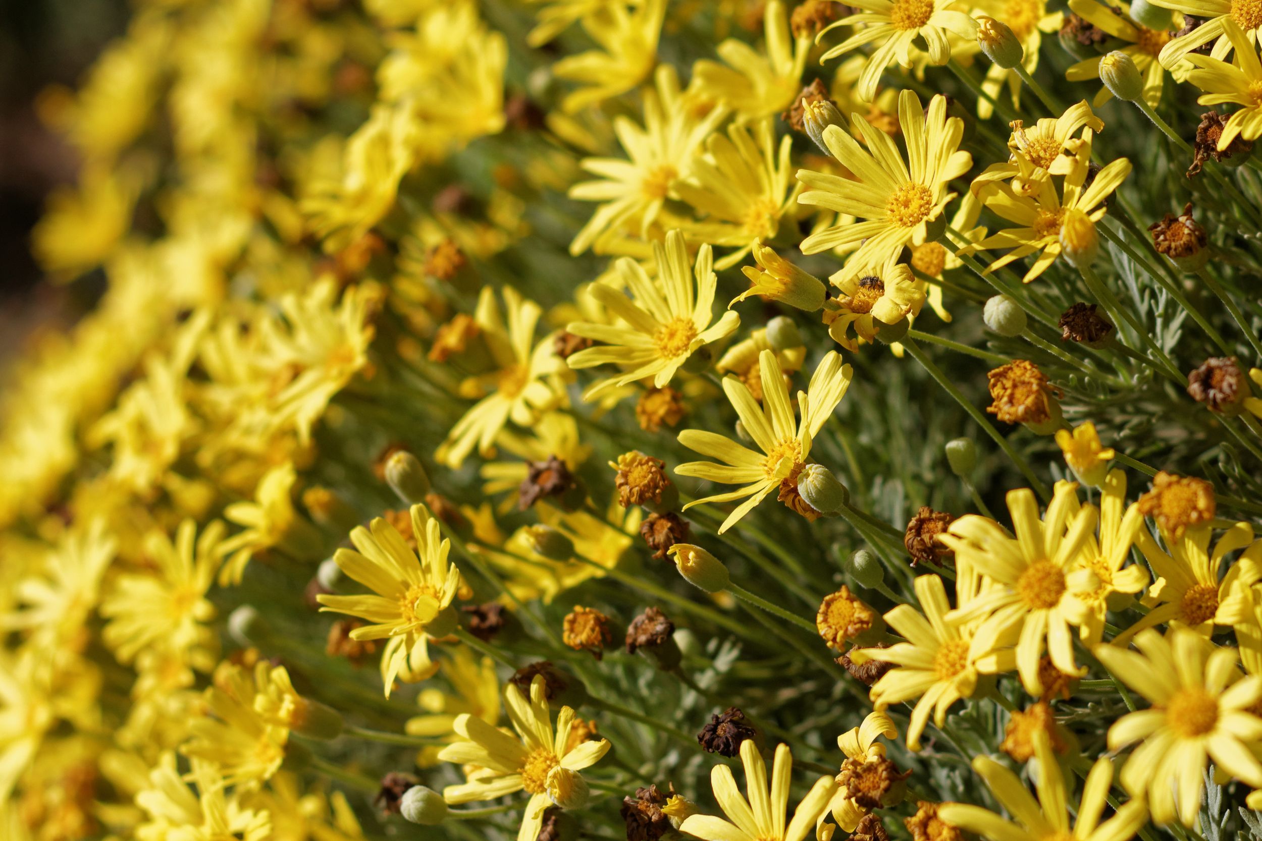 Vibrant Yellow Euryops Daisies in Bloom · Free Stock Photo