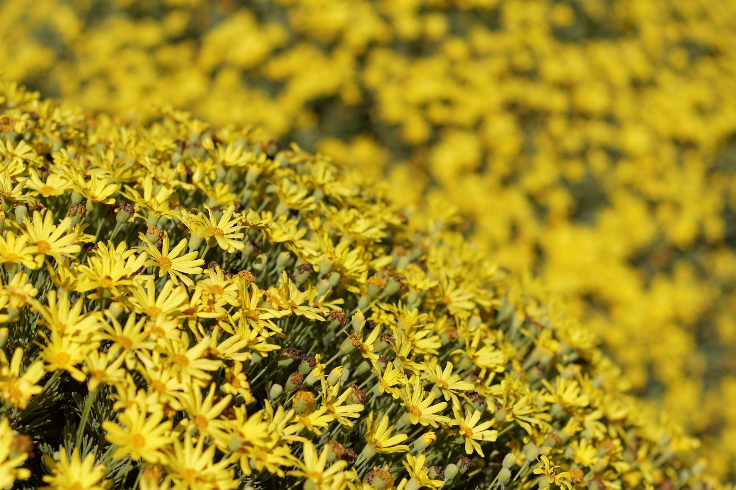 Vibrant Yellow Daisy Bush in South Africa · Free Stock Photo