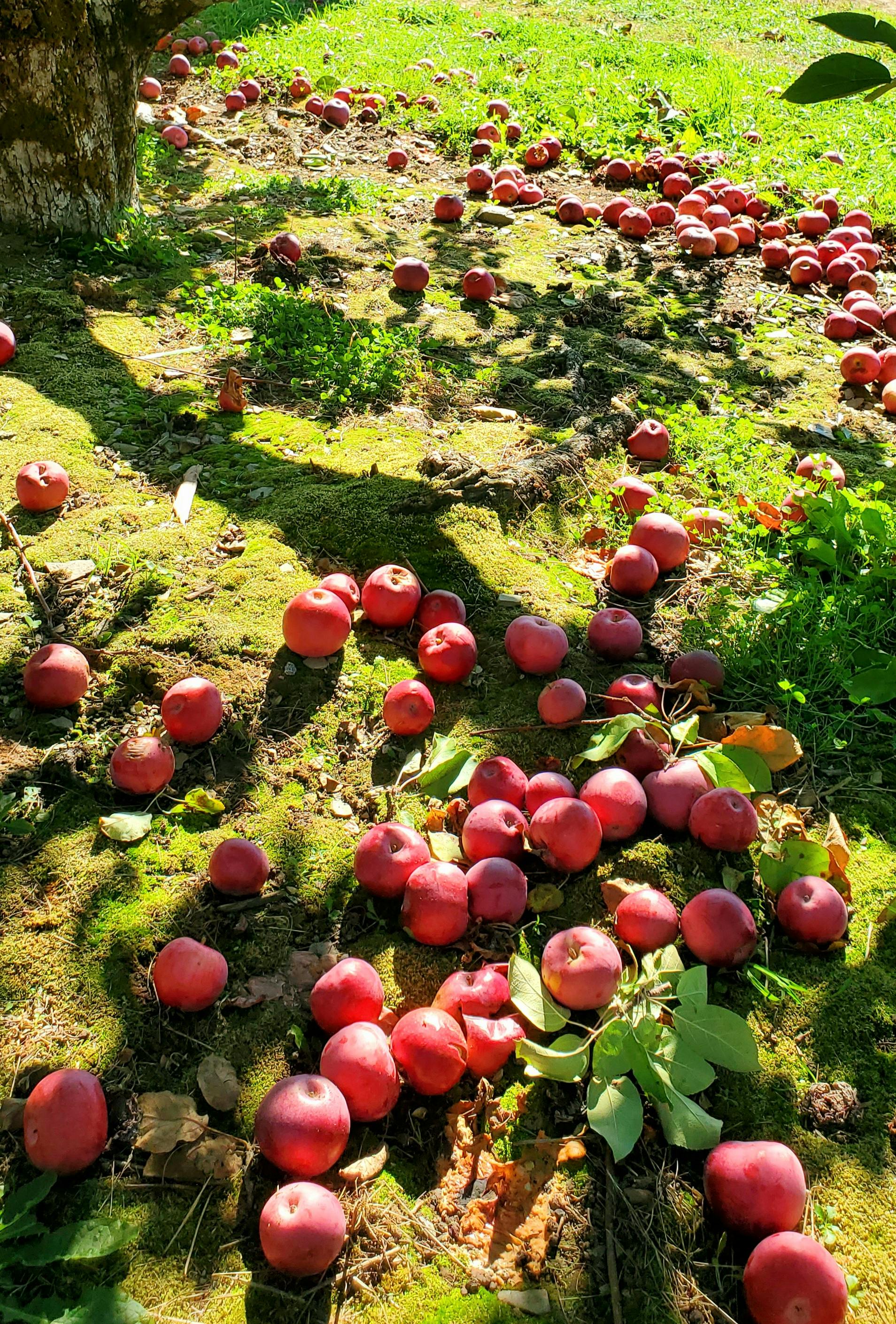 Red Apples Scattered on Green Moss Under Tree Shade · Free Stock Photo