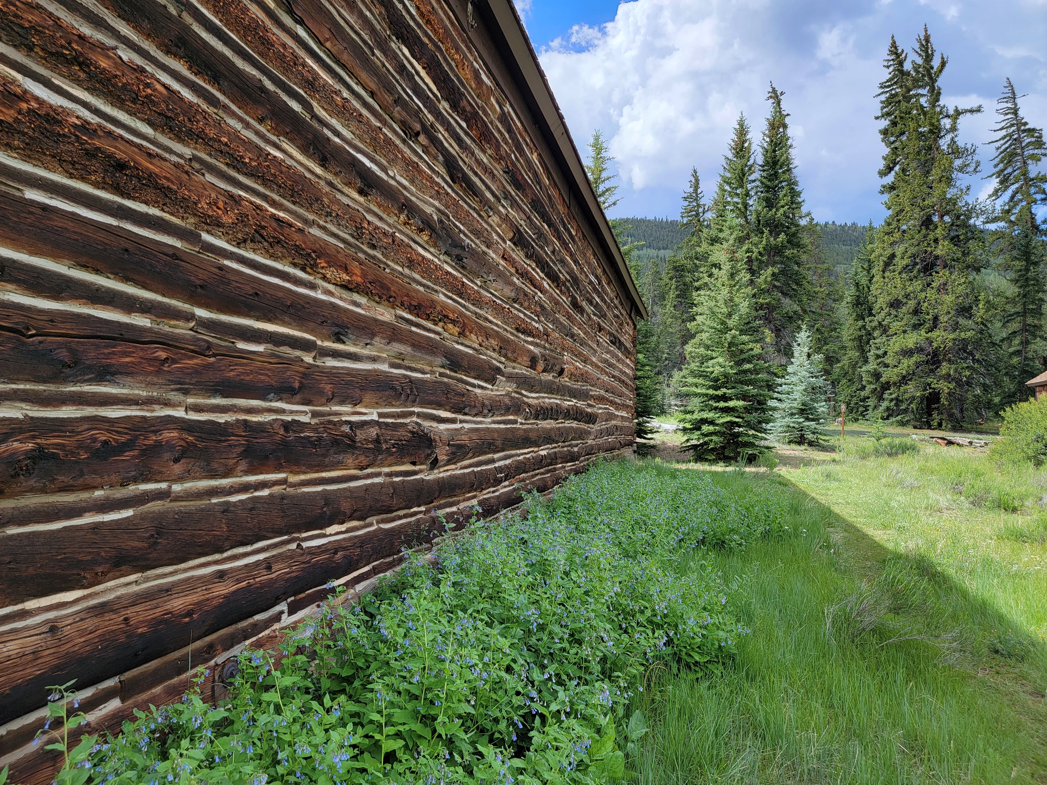 Rustic Cabin Wall in Lush Woodland Setting · Free Stock Photo