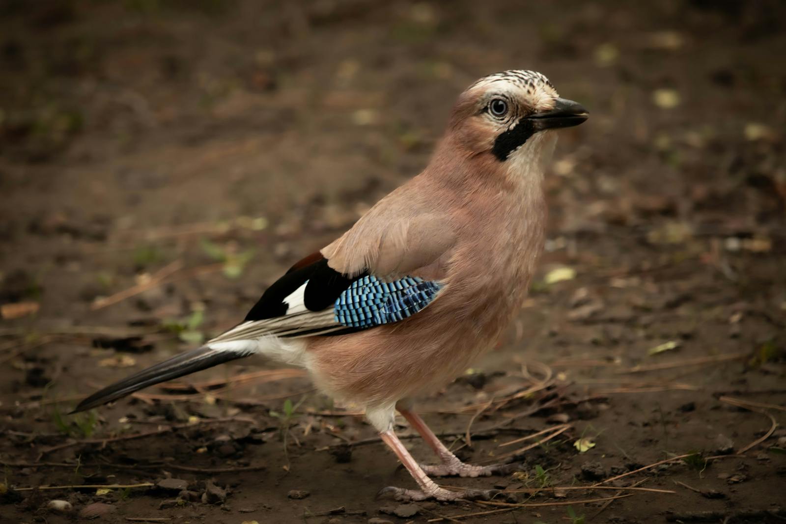 Sara Jay Photos, Download The BEST Free Sara Jay Stock Photos & HD Images