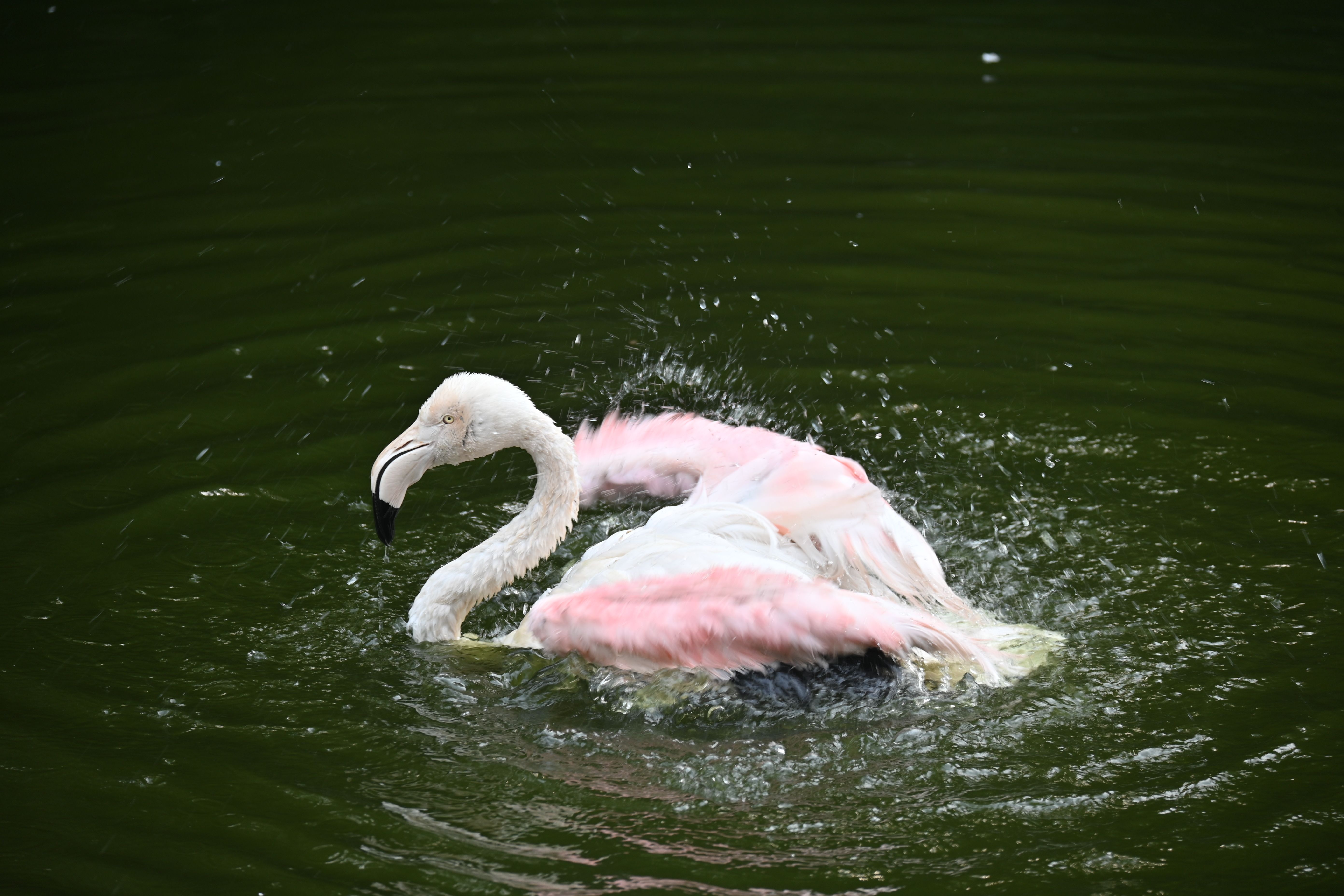 Captivating Flamingo Bathing in Tranquil Pond · Free Stock Photo