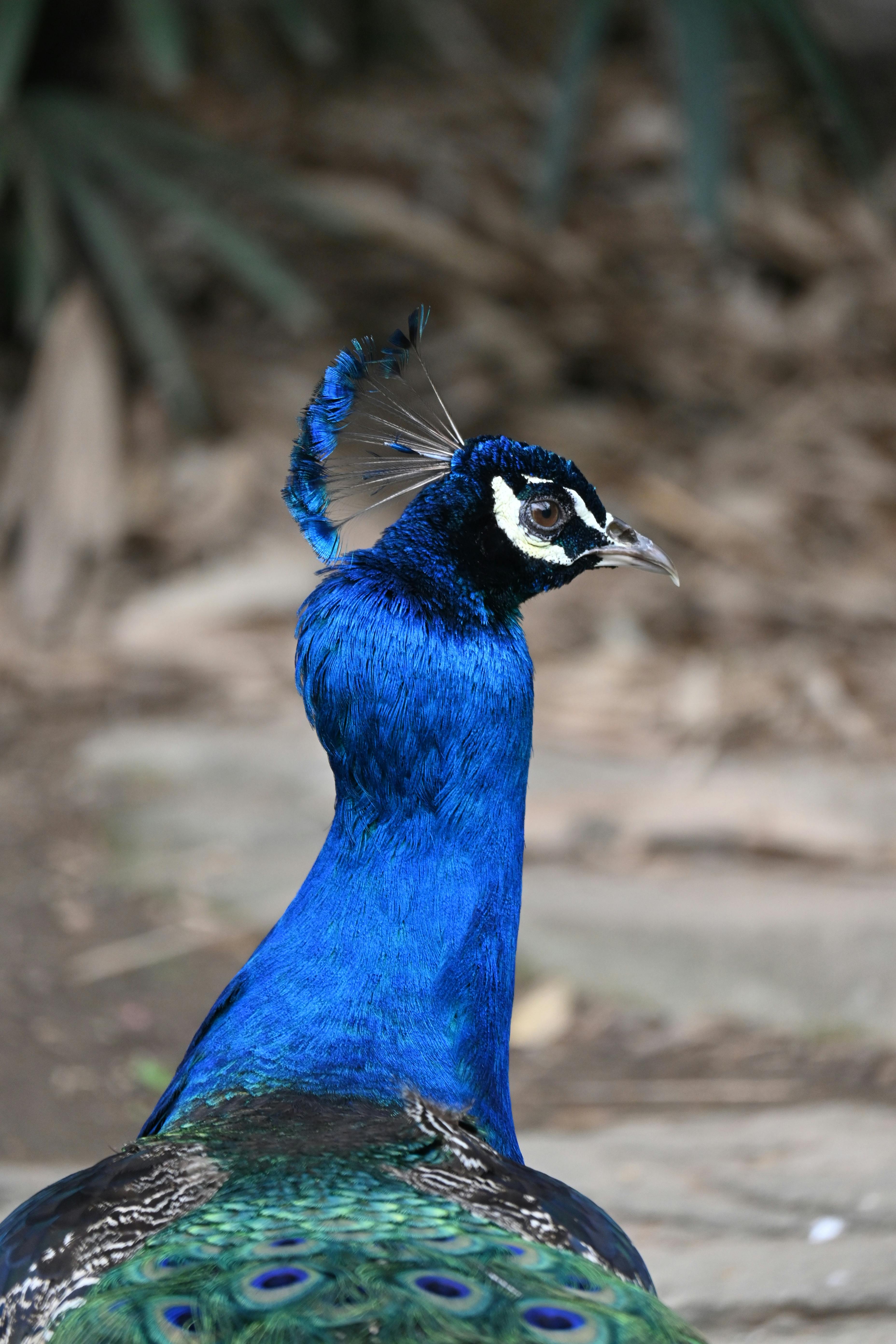 Majestic Blue Indian Peacock in Natural Habitat · Free Stock Photo