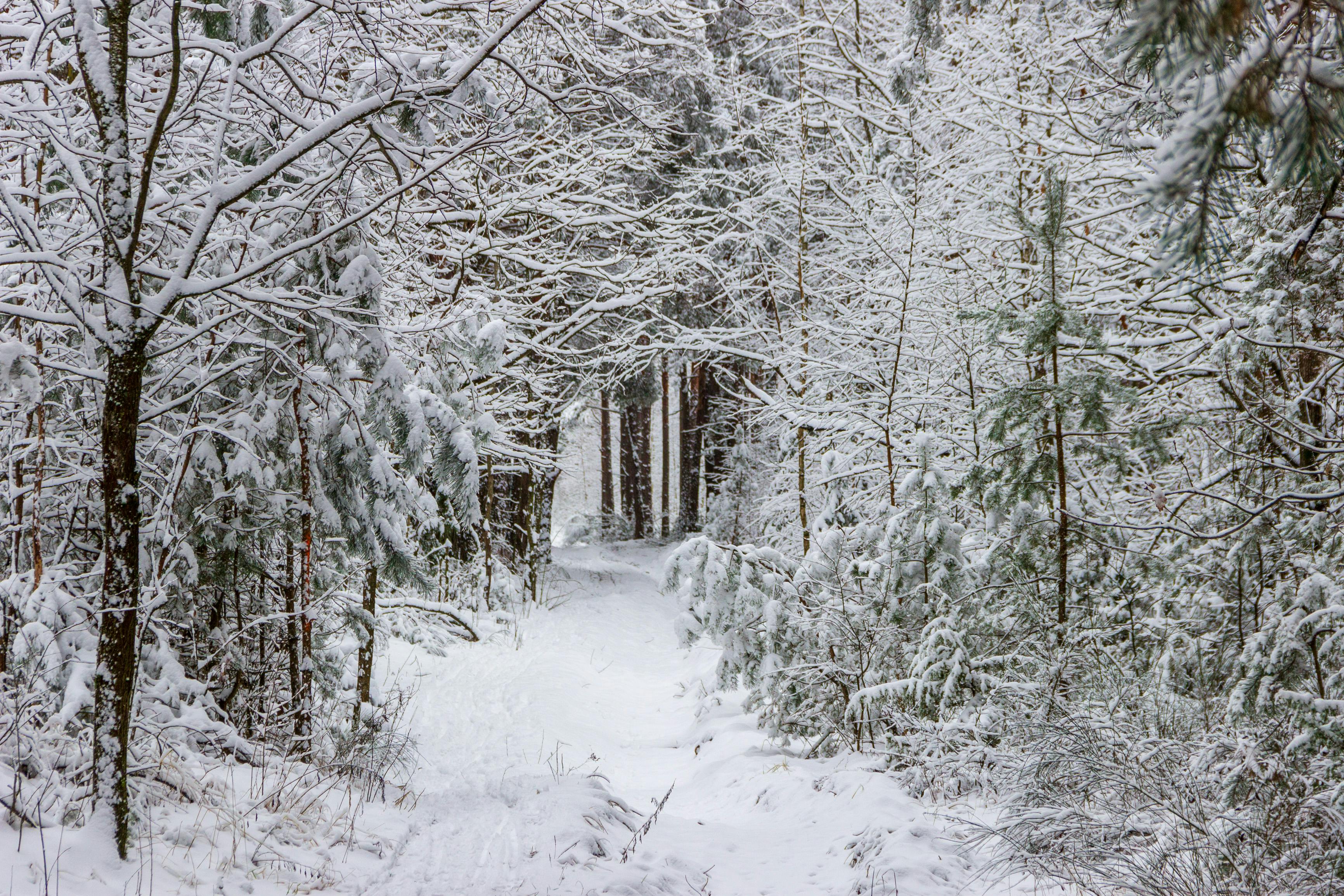 Winter Wonderland Forest Pathway · Free Stock Photo