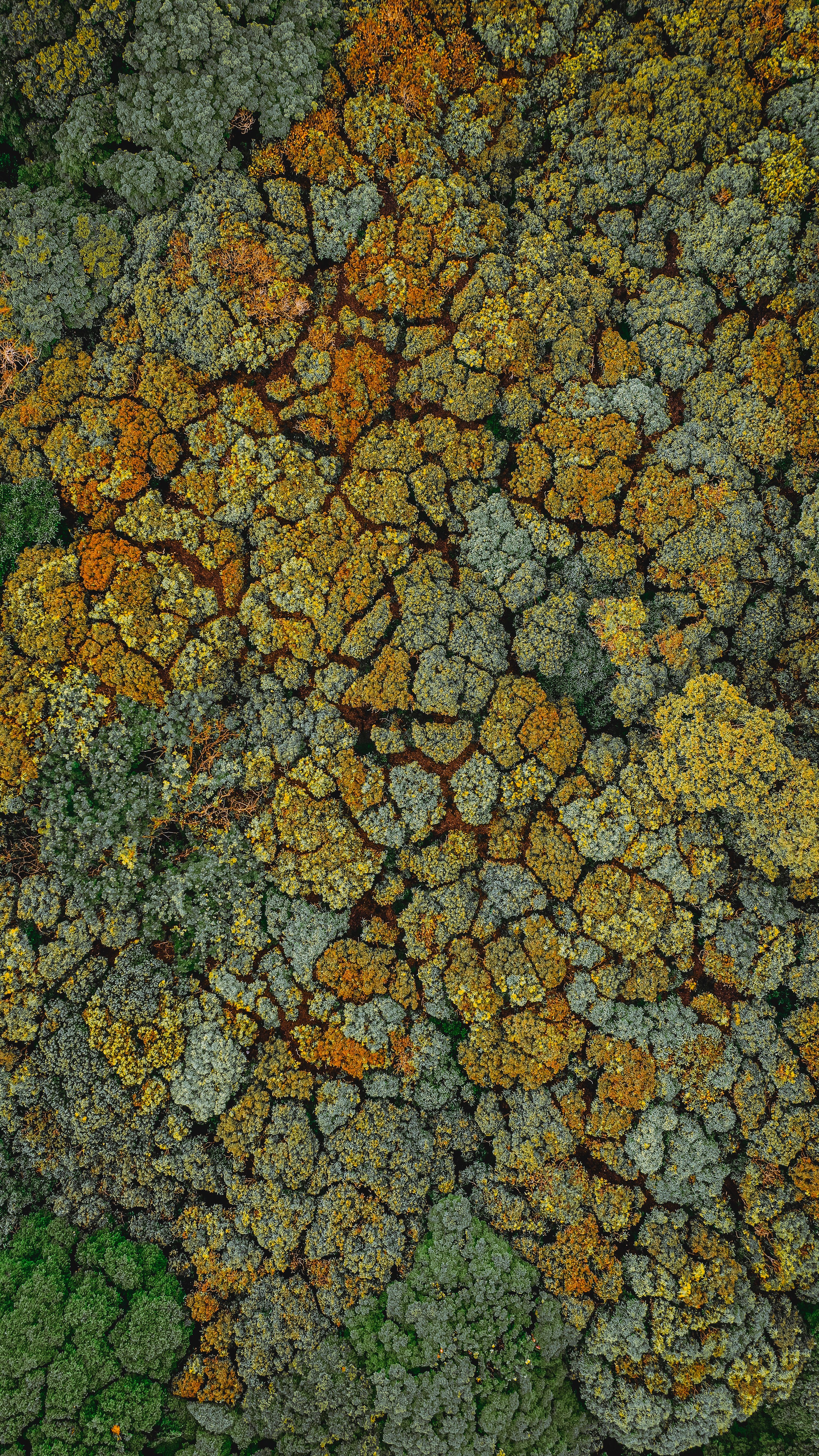 Aerial View of Colorful Tree Canopy in Autumn · Free Stock Photo