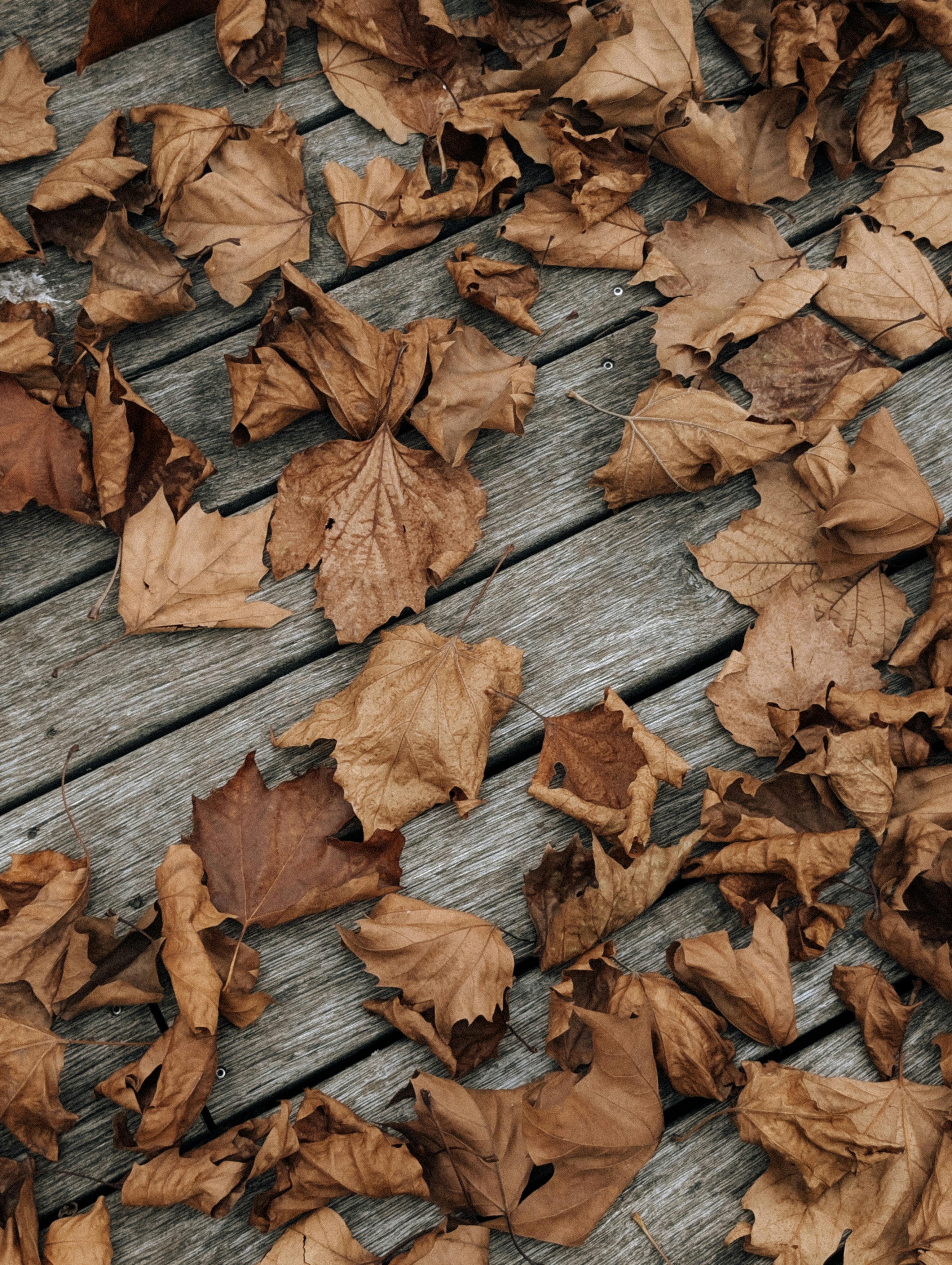 Hojas Secas De Otoño Sobre Una Plataforma De Madera · Foto de stock ...
