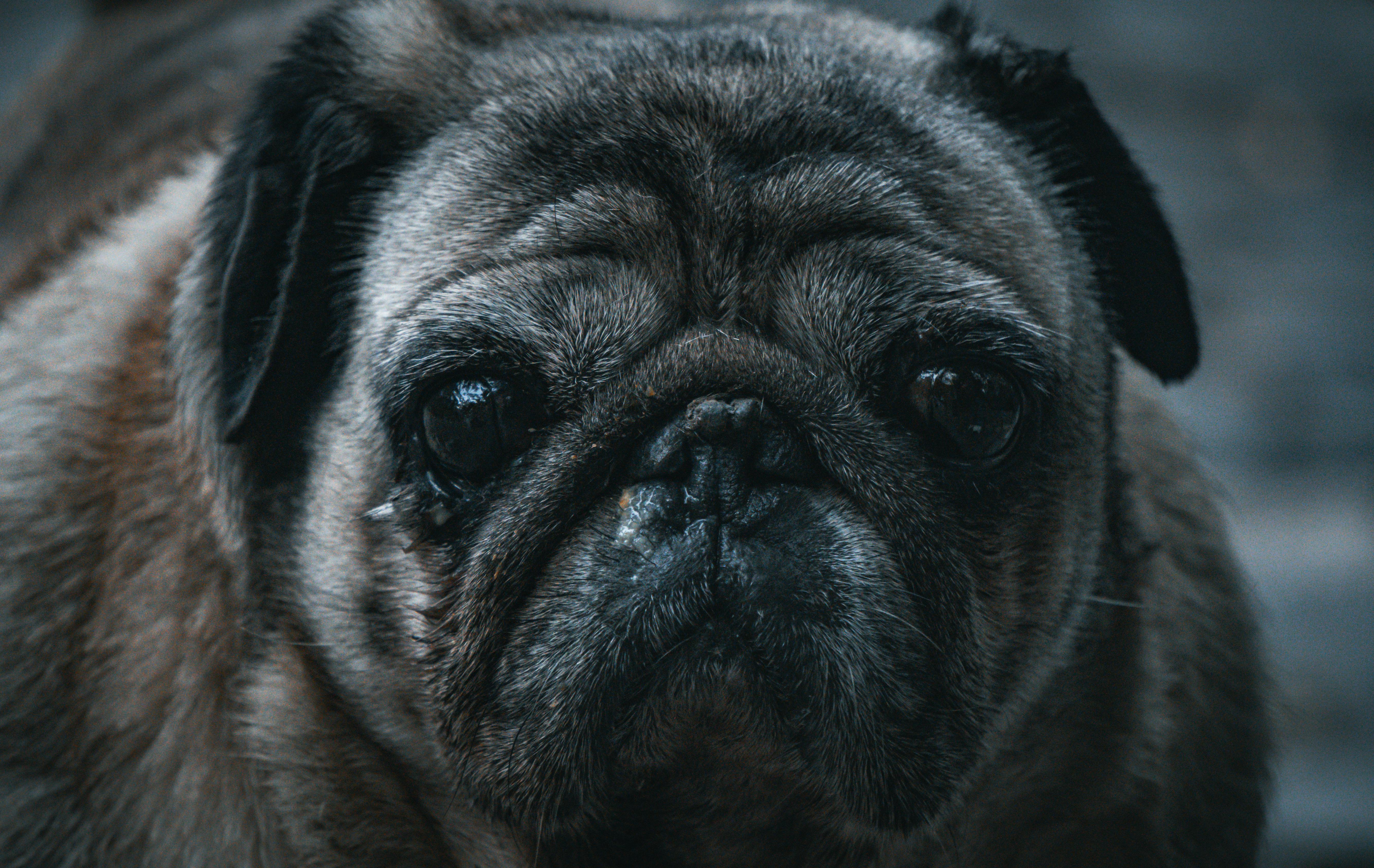 Pug Bird Photos, Download The BEST Free Pug Bird Stock Photos & HD Images