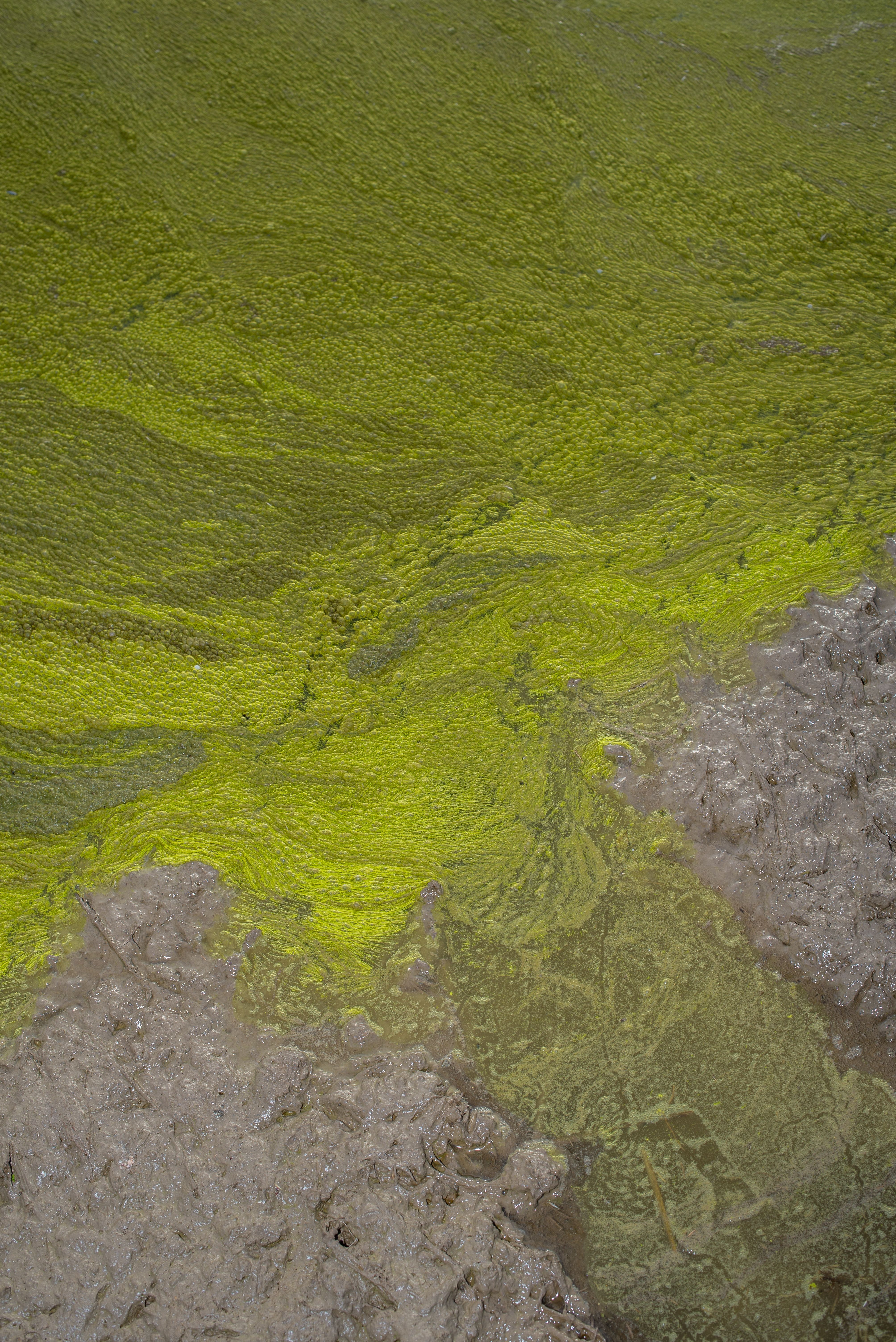 Vibrant Green Algae on Rocky Shoreline · Free Stock Photo