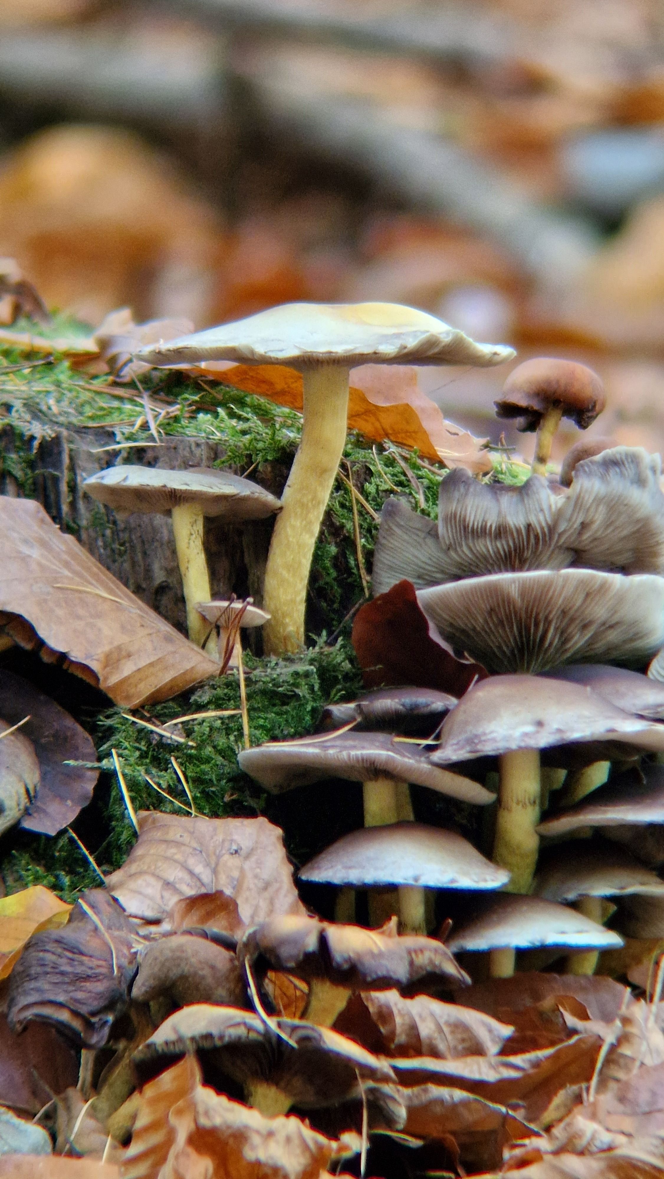 Close-up of Wild Mushrooms Among Autumn Leaves · Free Stock Photo
