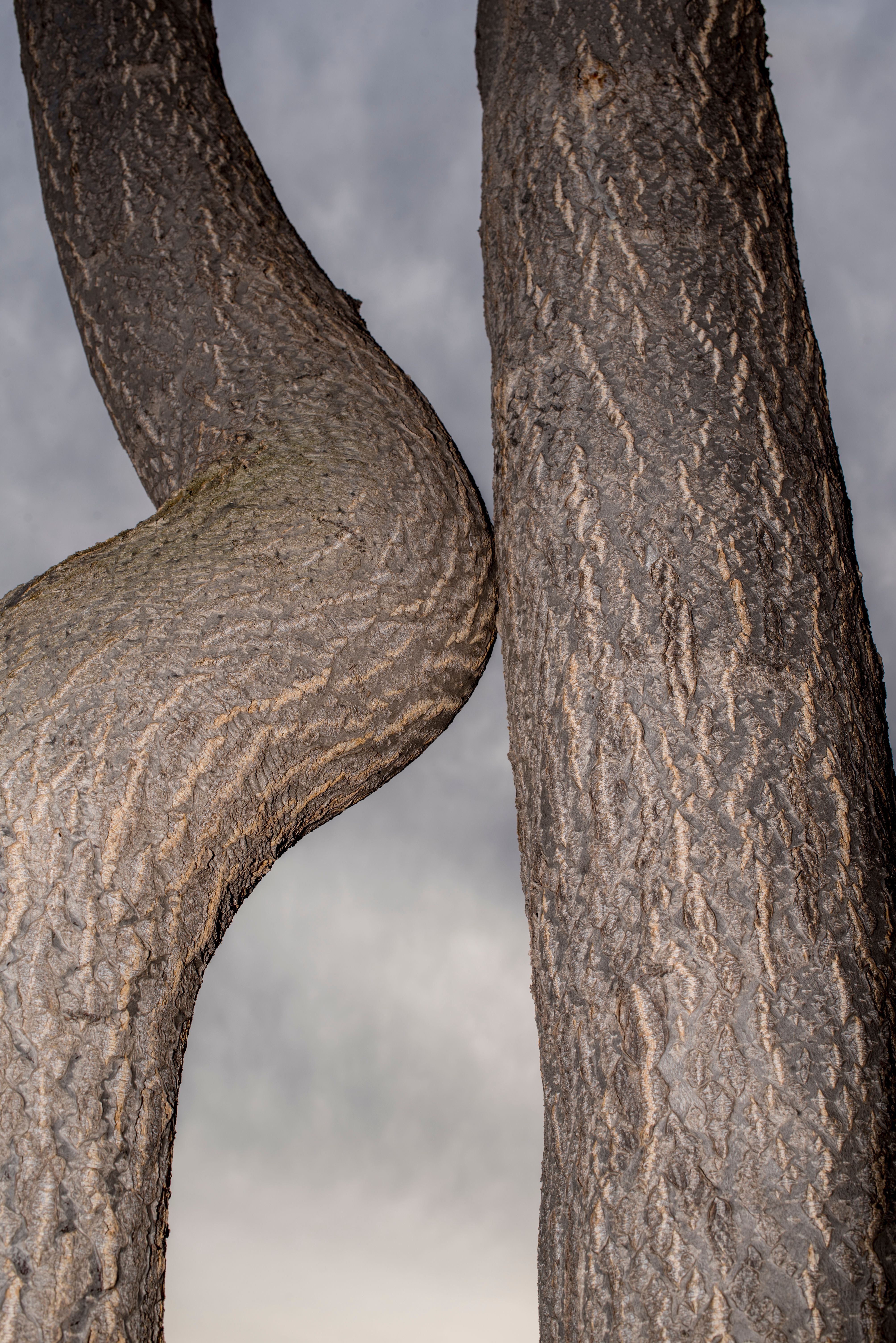 Two Intertwined Branches Photos, Download The BEST Free Two Intertwined ...