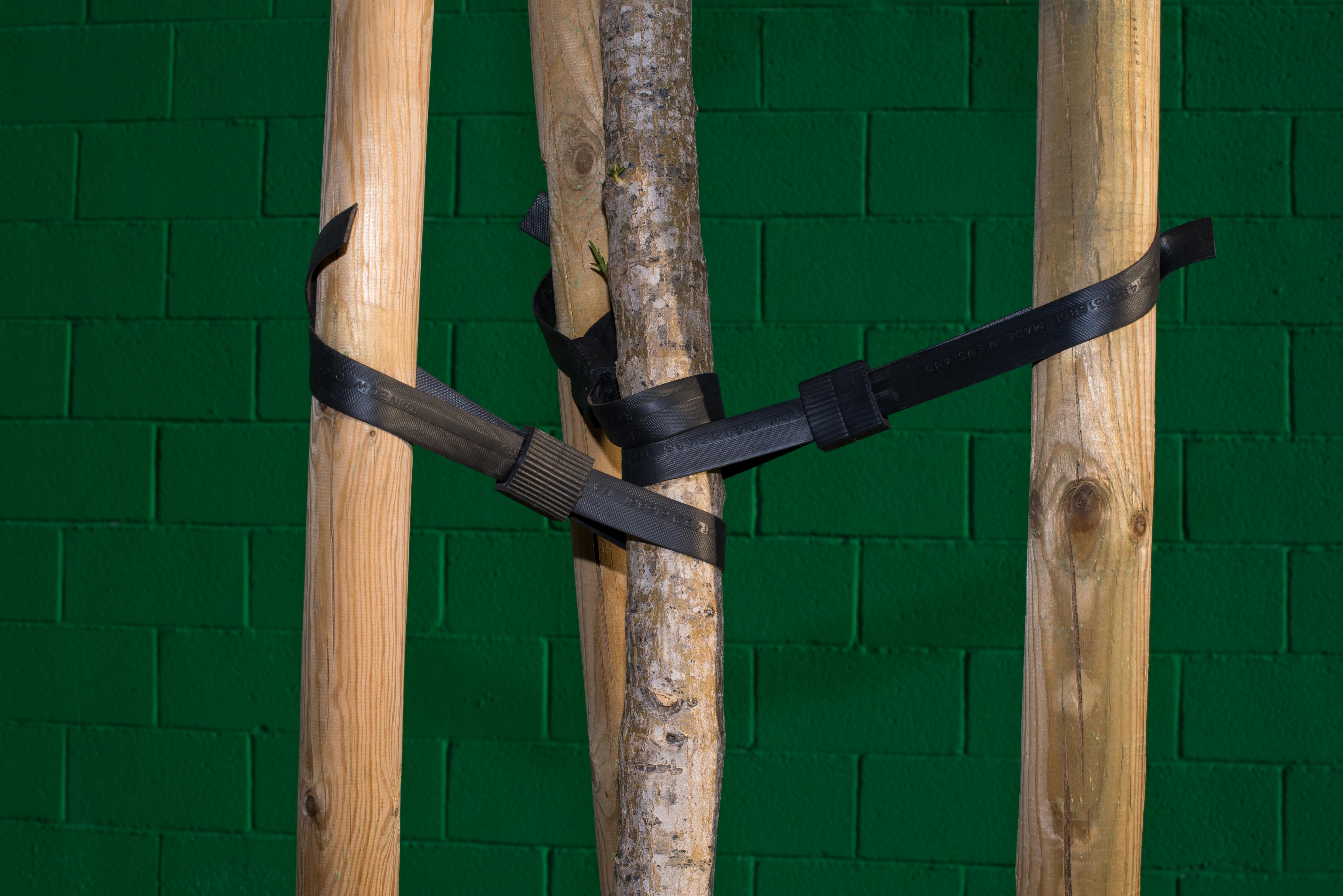 Tree Support System Photos, Download The BEST Free Tree Support System ...