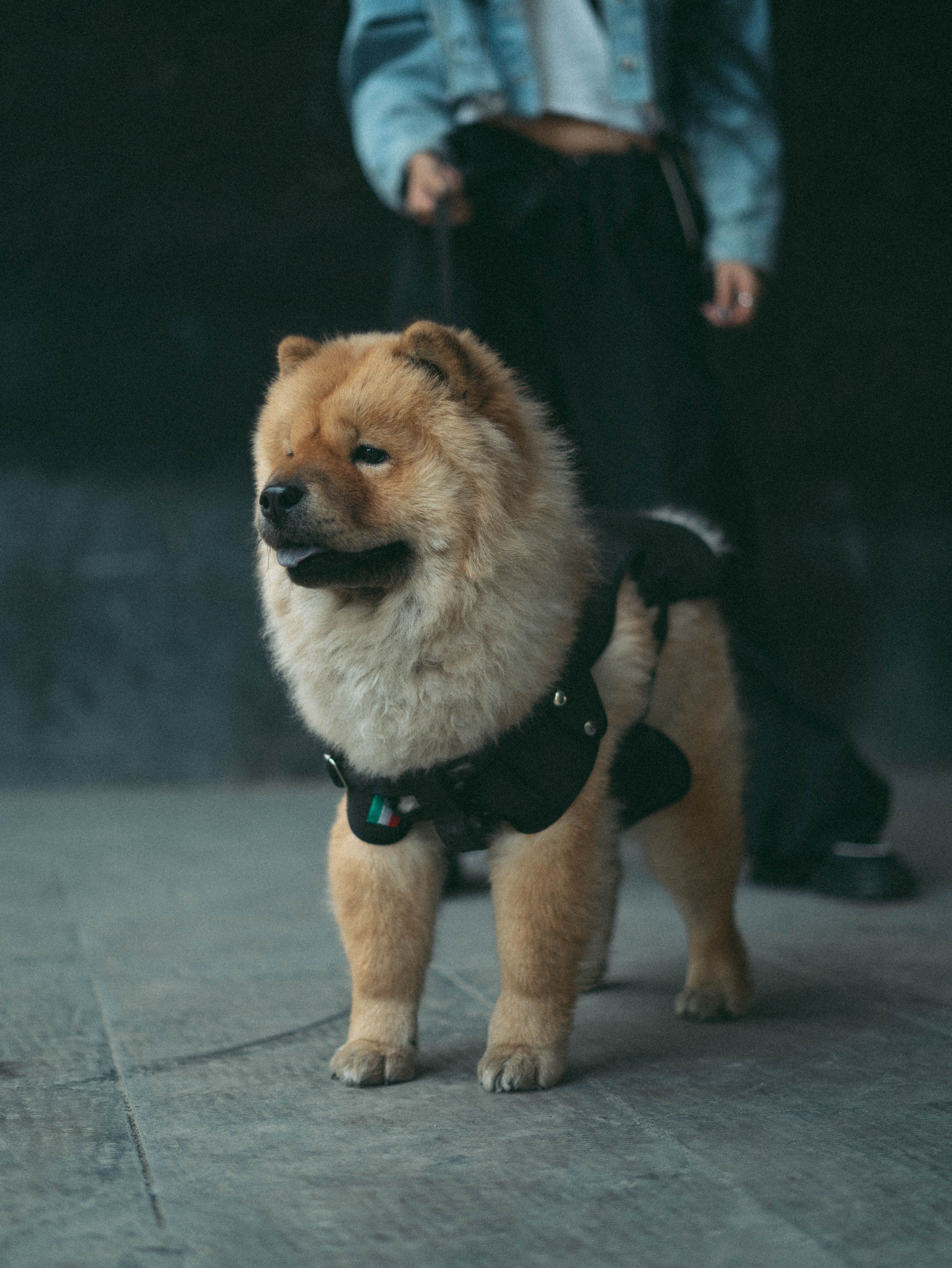 Dog Breed Photos, Download The BEST Free Dog Breed Stock Photos & HD Images