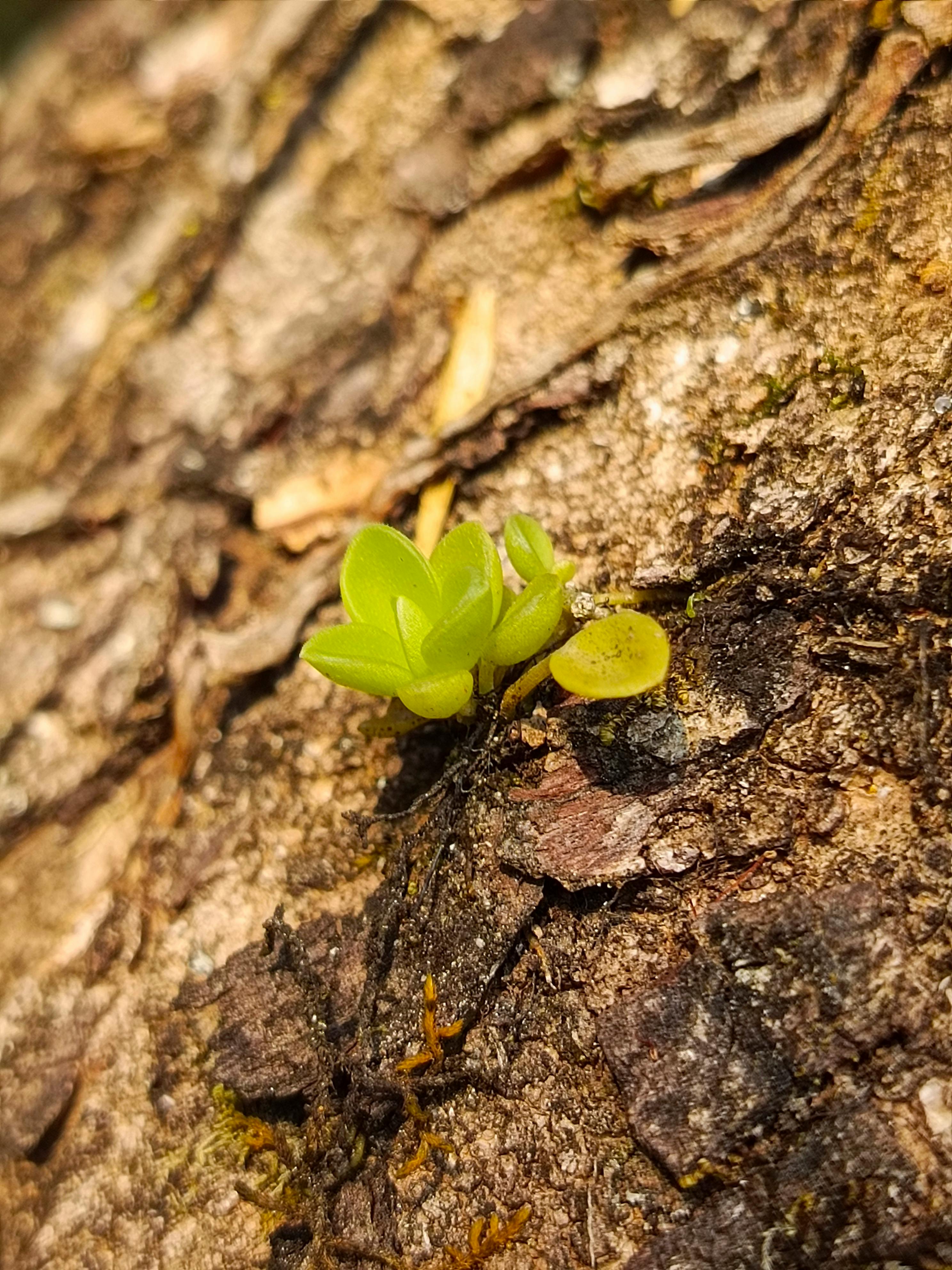 Close-up of a Young Plant Sprouting from Tree Bark · Free Stock Photo