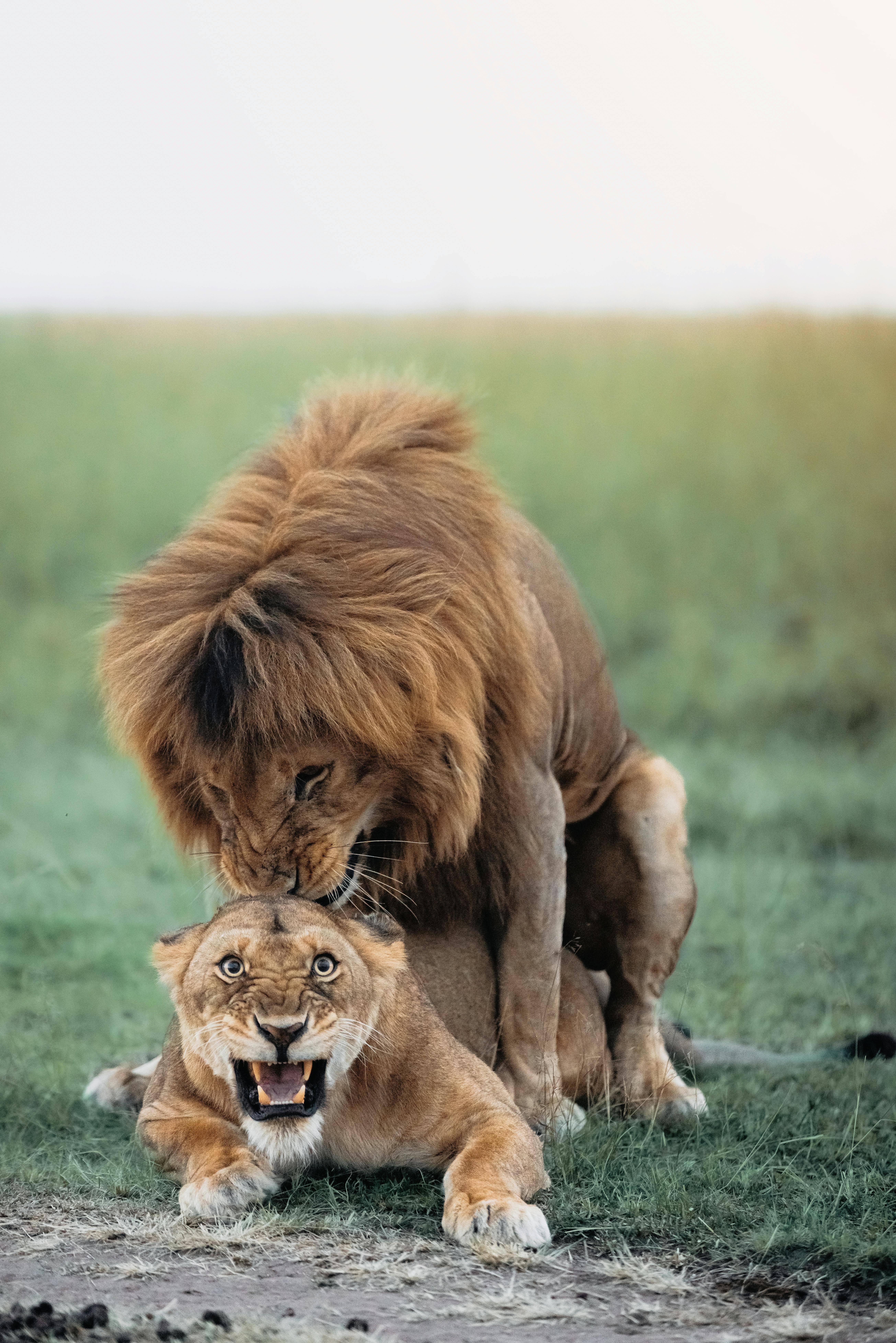 Lions Mating Photos, Download The BEST Free Lions Mating Stock Photos ...