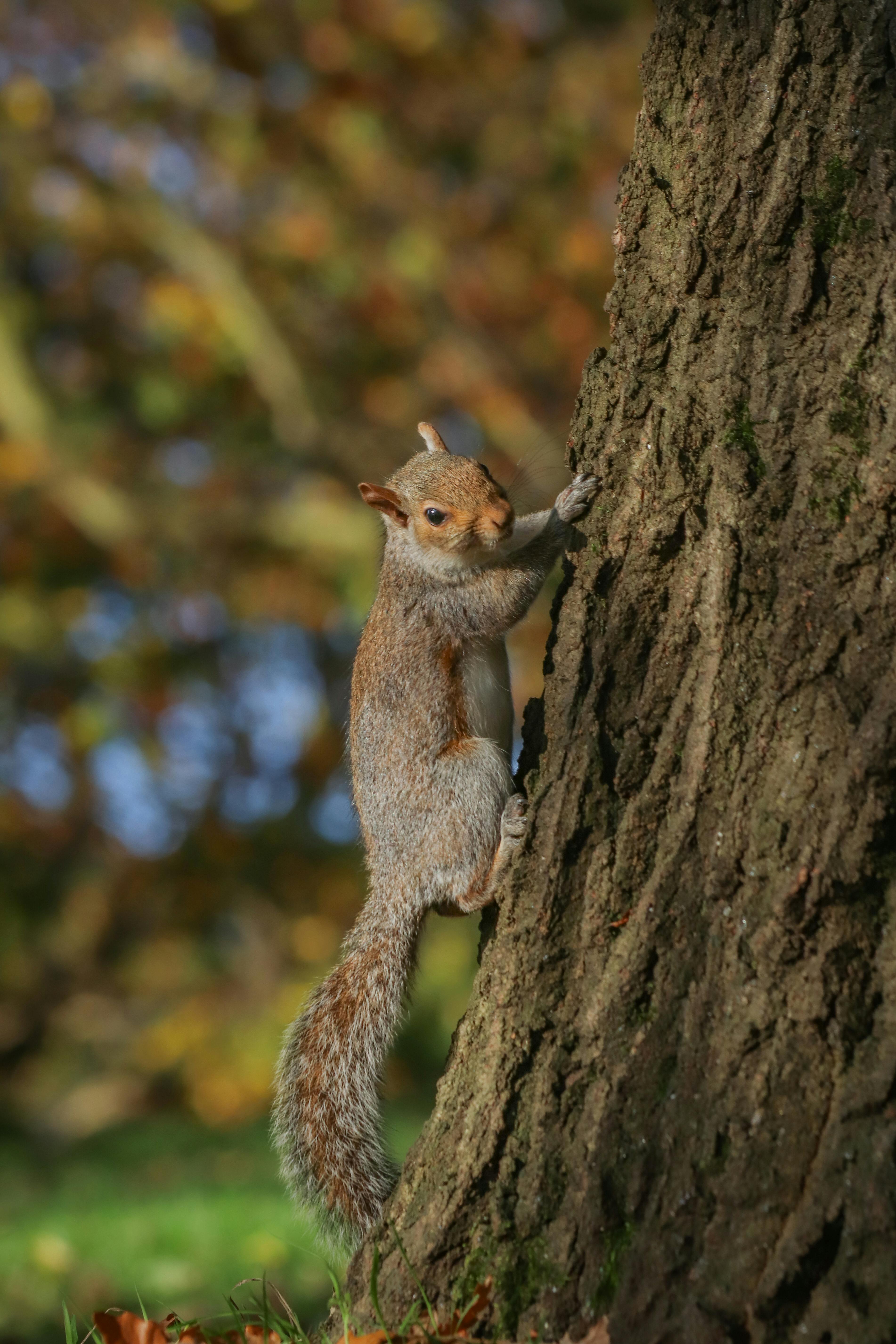Two Squirrels on Tree Trunk · Free Stock Photo