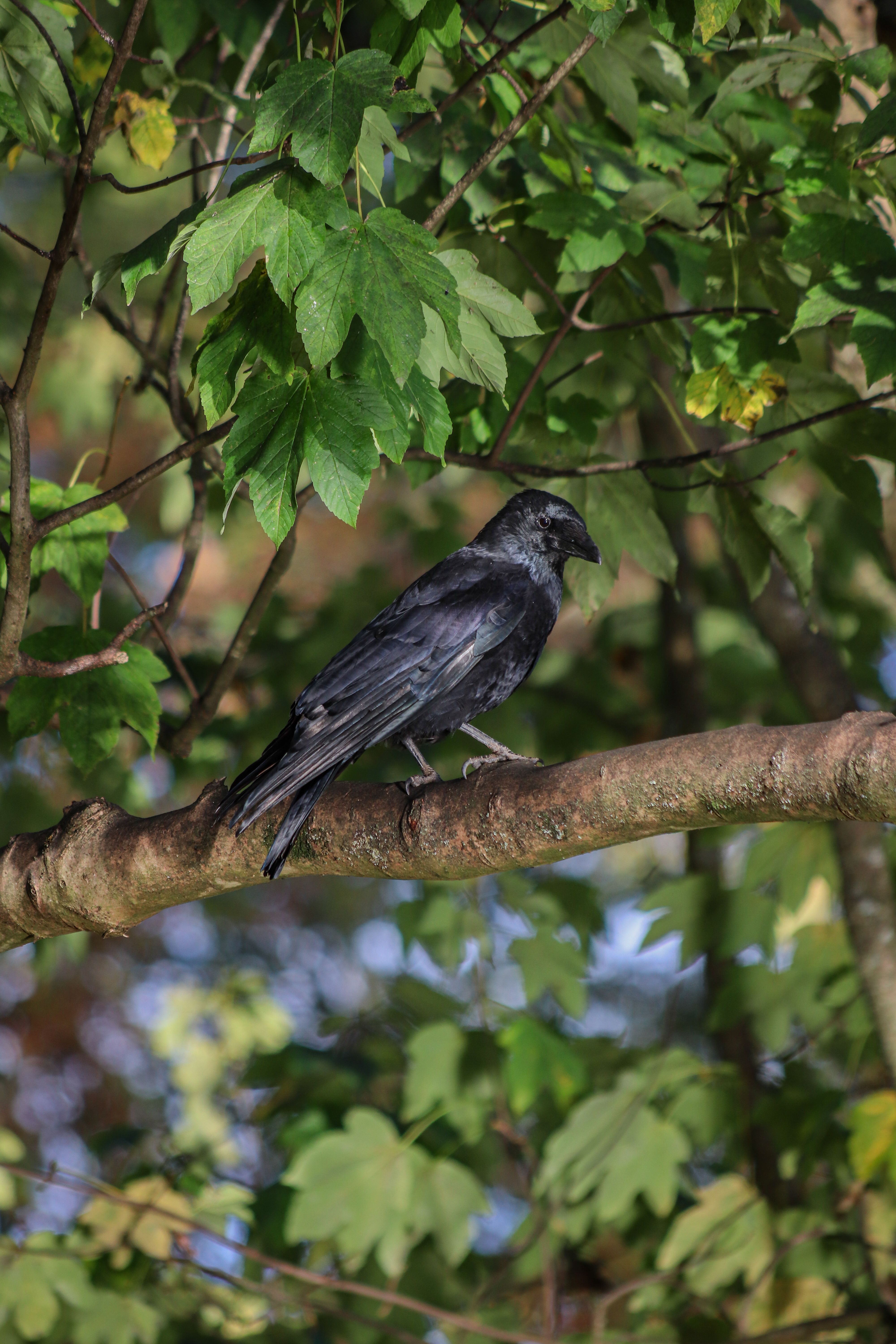 Black Crow Perched on Leafy Tree Branch · Free Stock Photo