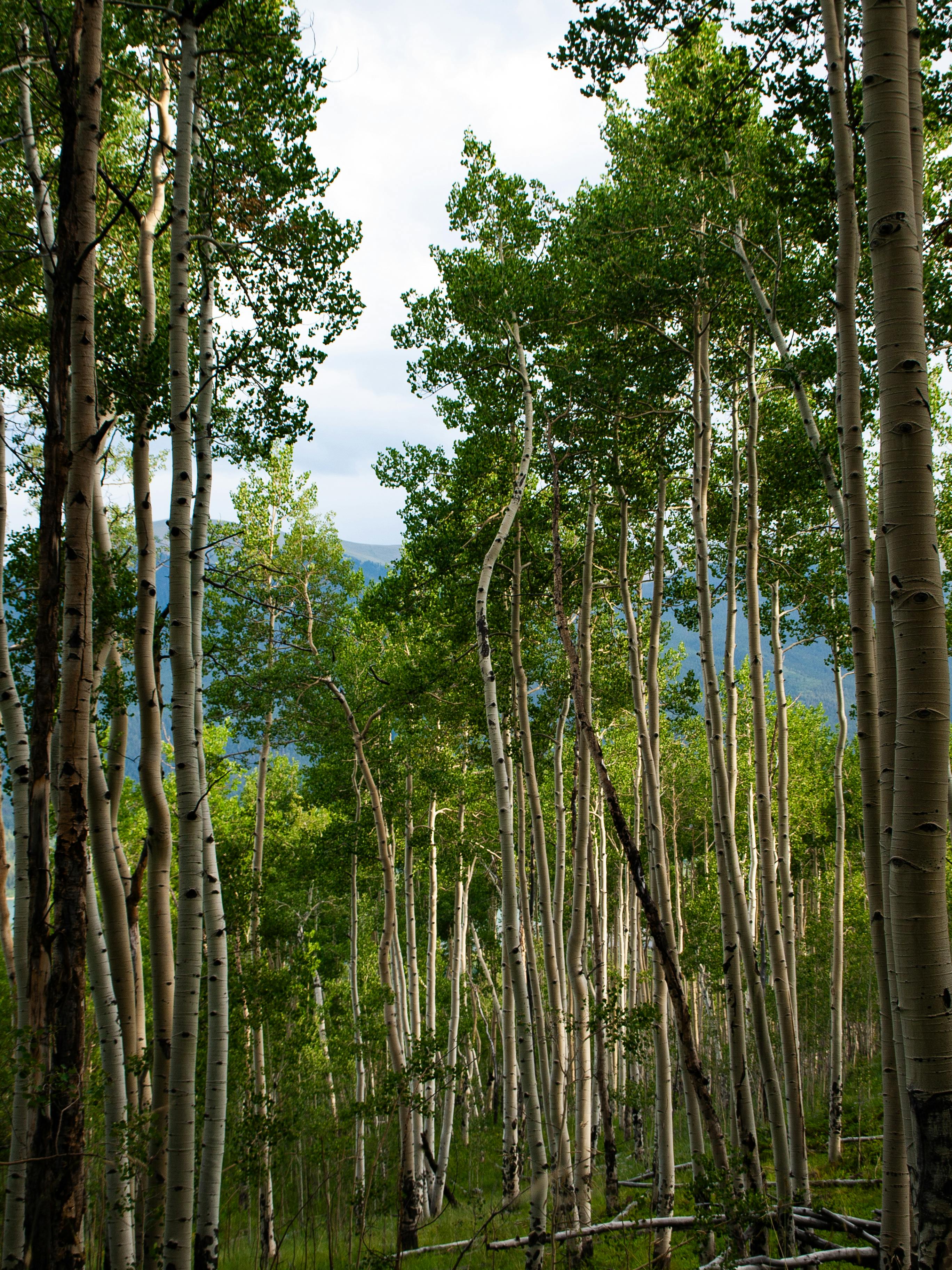 Pando [ Quaking Aspen] Photos, Download The BEST Free Pando [ Quaking ...