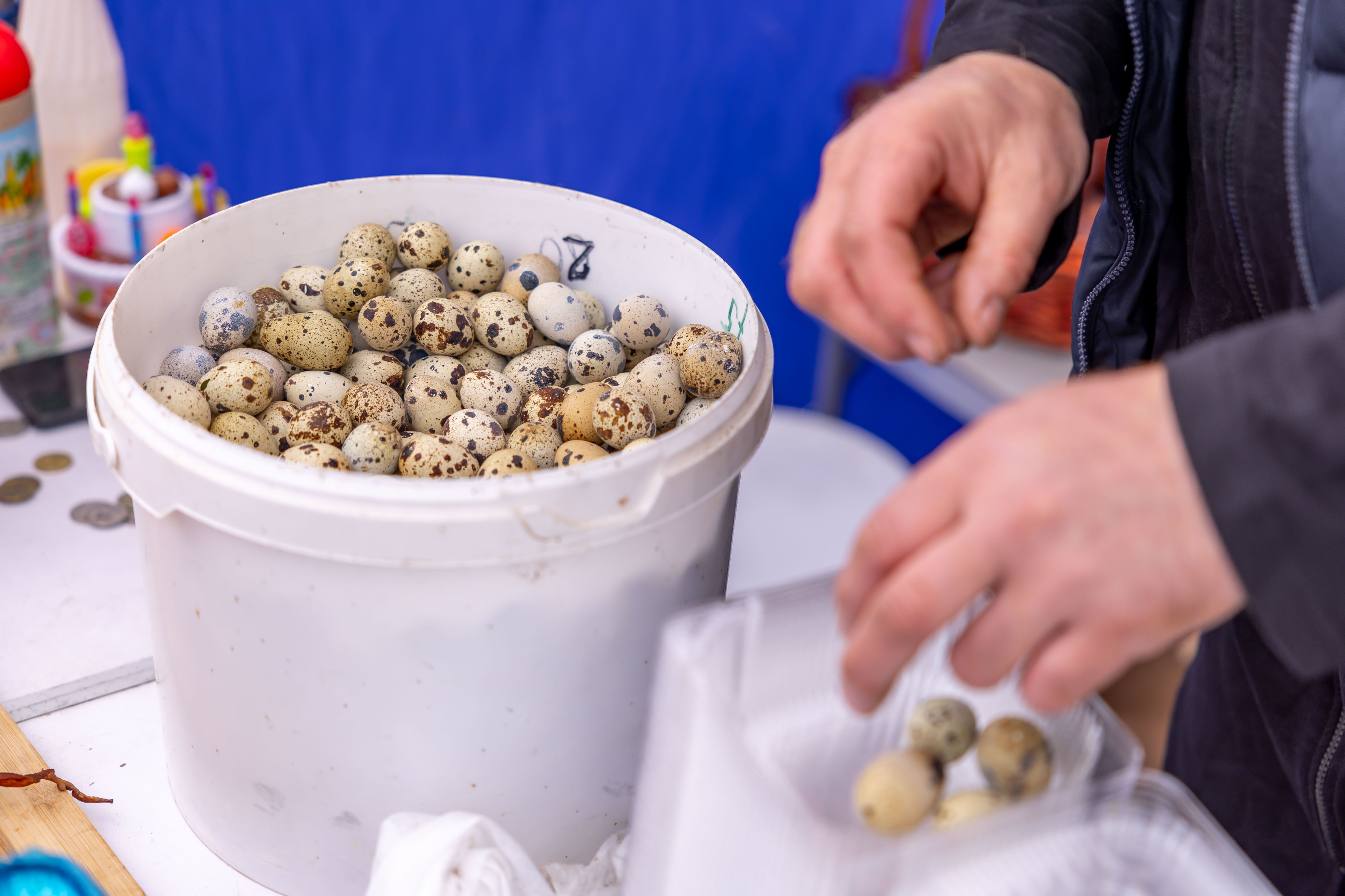 Person Sorting Quail Eggs at a Market Stall · Free Stock Photo