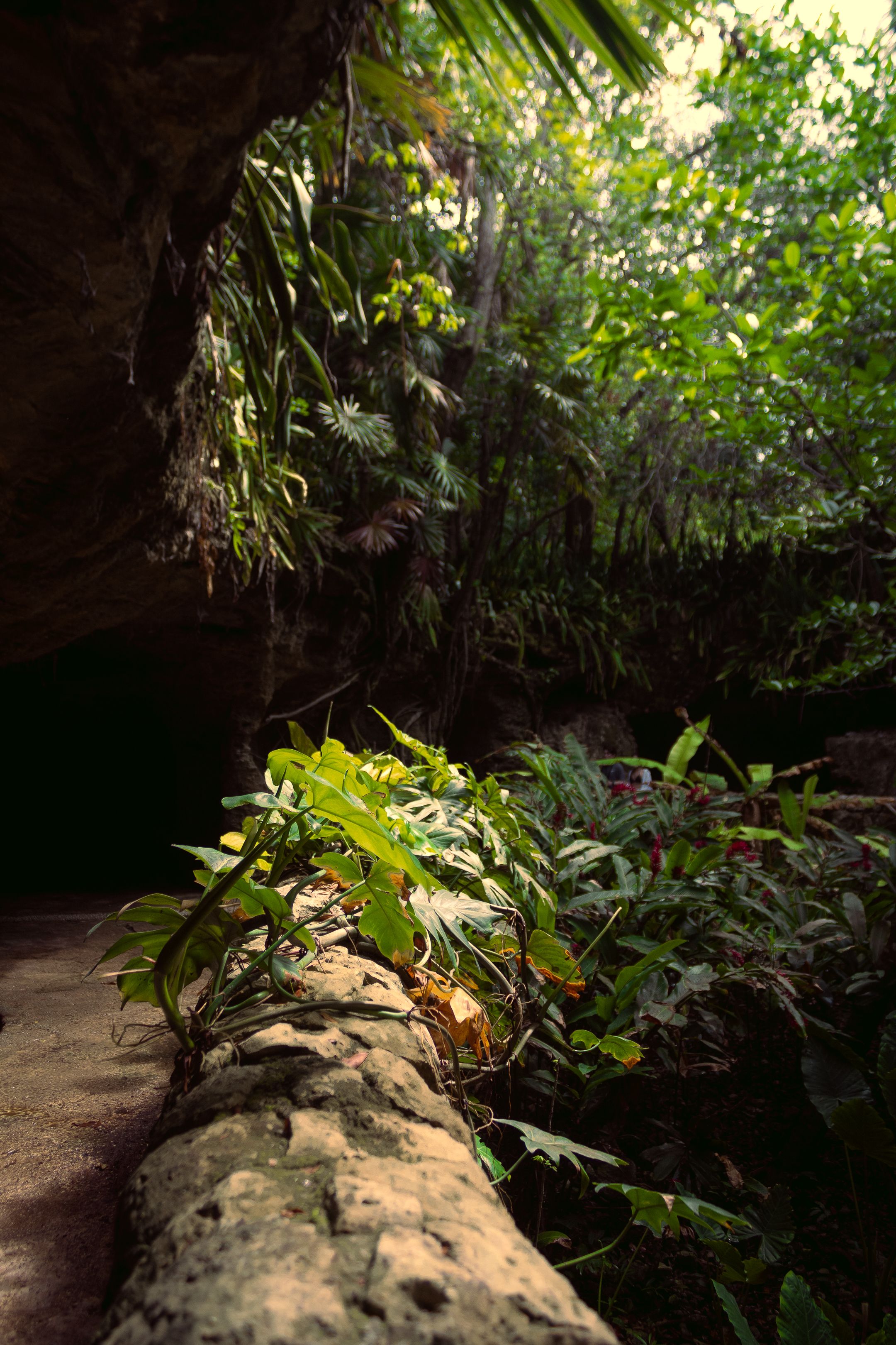 Lush Greenery in a Mystical Cave Setting · Free Stock Photo