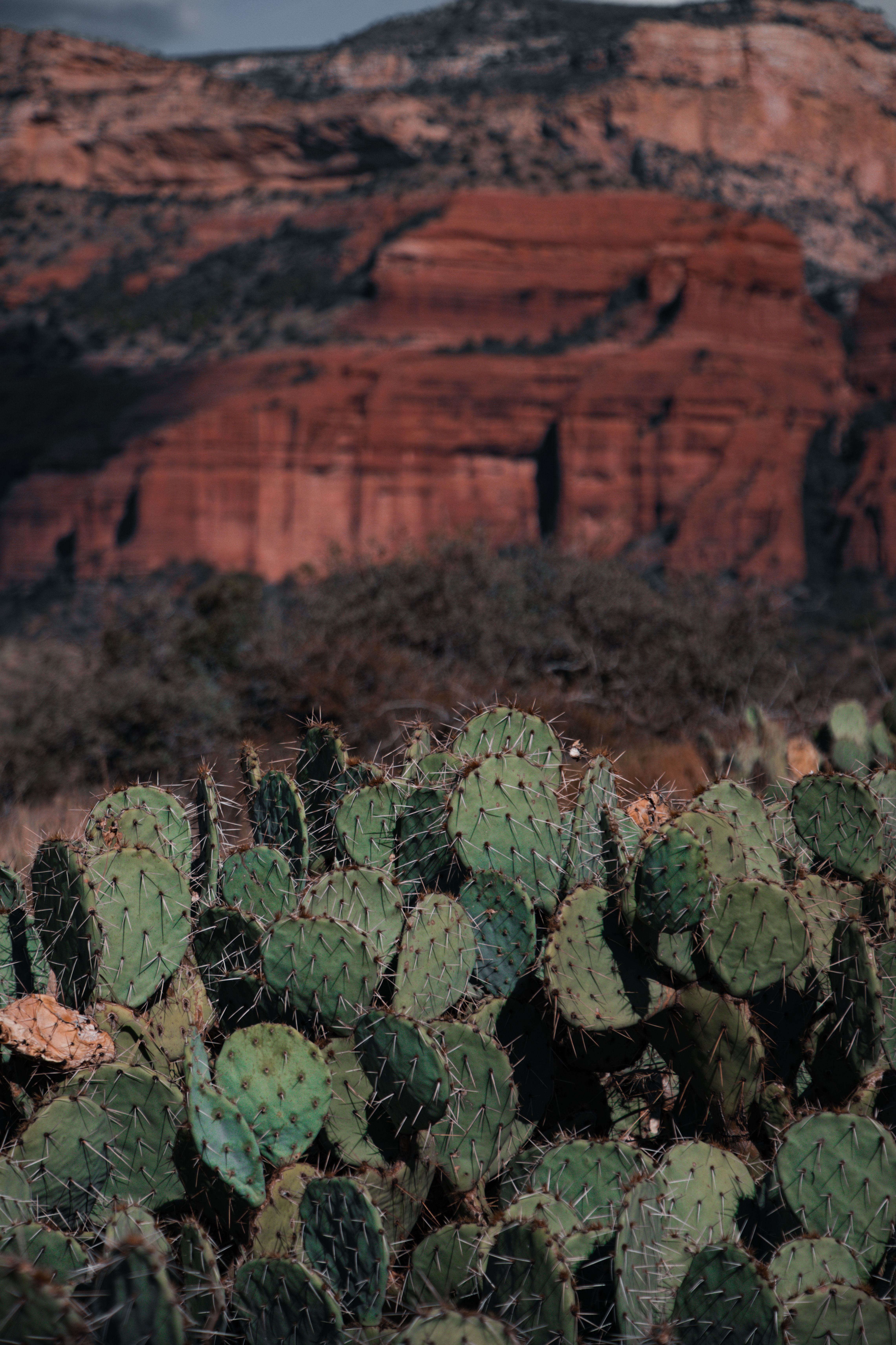 Prickly Pear Cacti in Sedona's Red Rock Landscape · Free Stock Photo