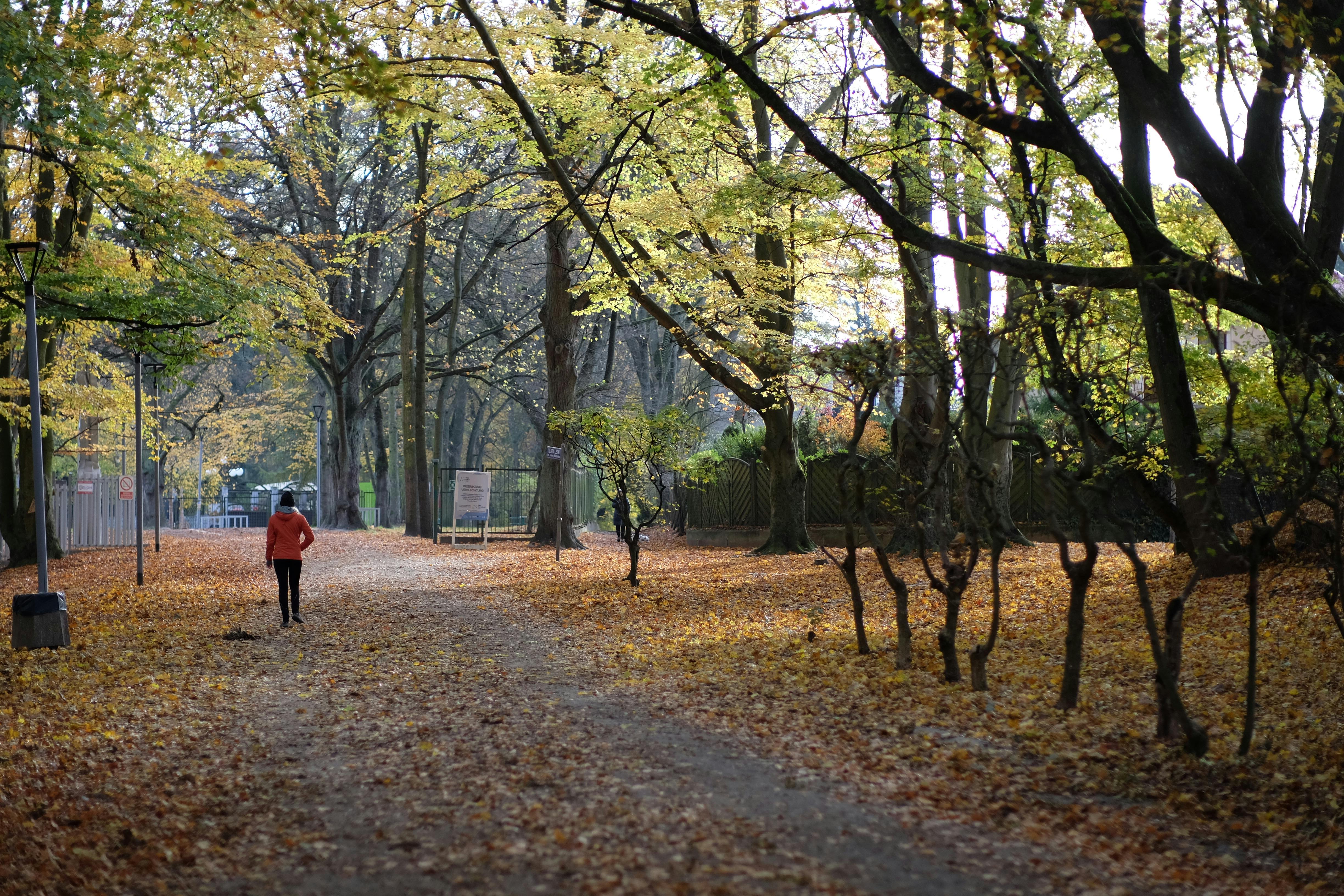 Pathway With Tree and Post · Free Stock Photo