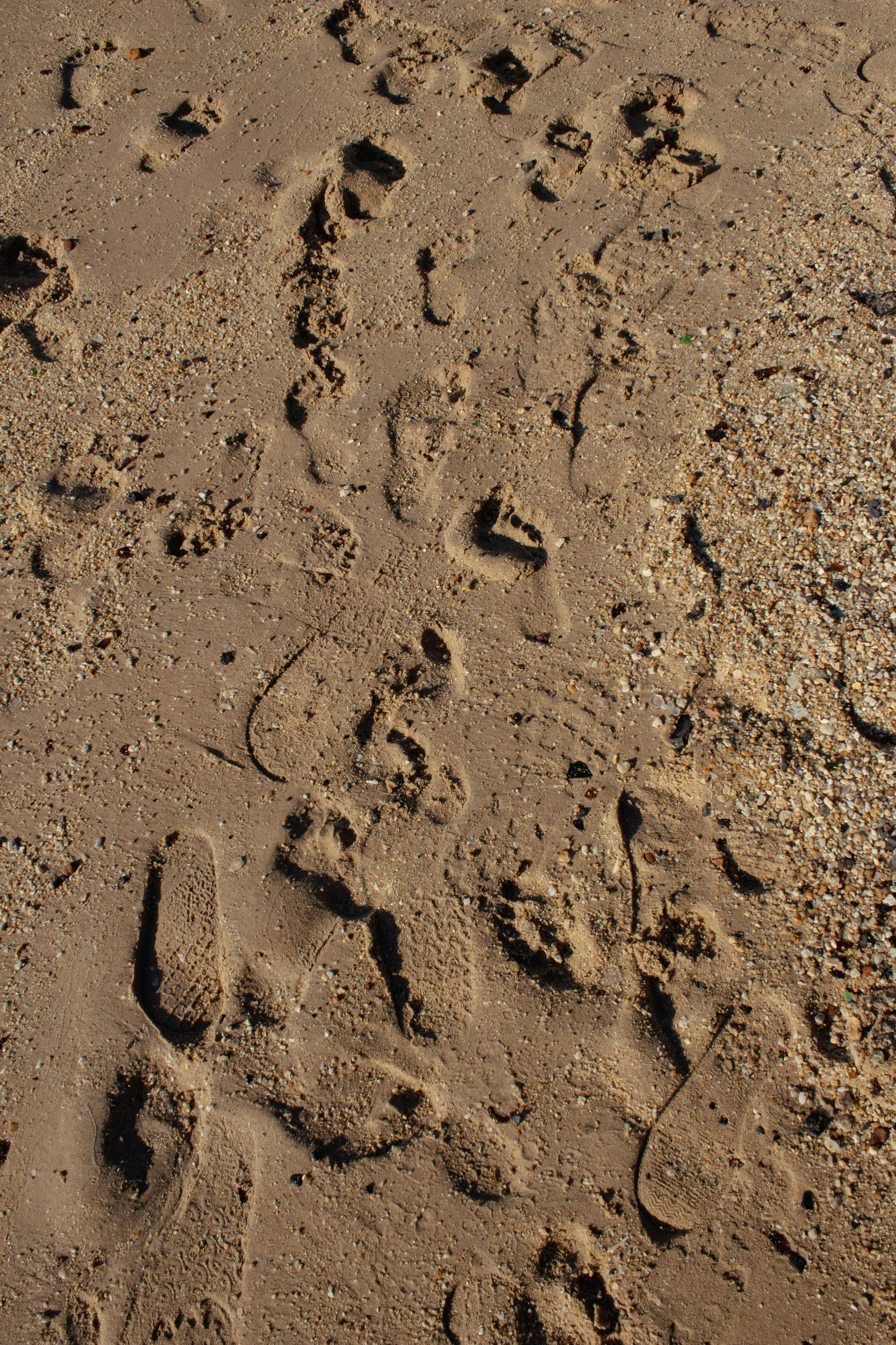 Footprints in Sunlit Sandy Pathway · Free Stock Photo