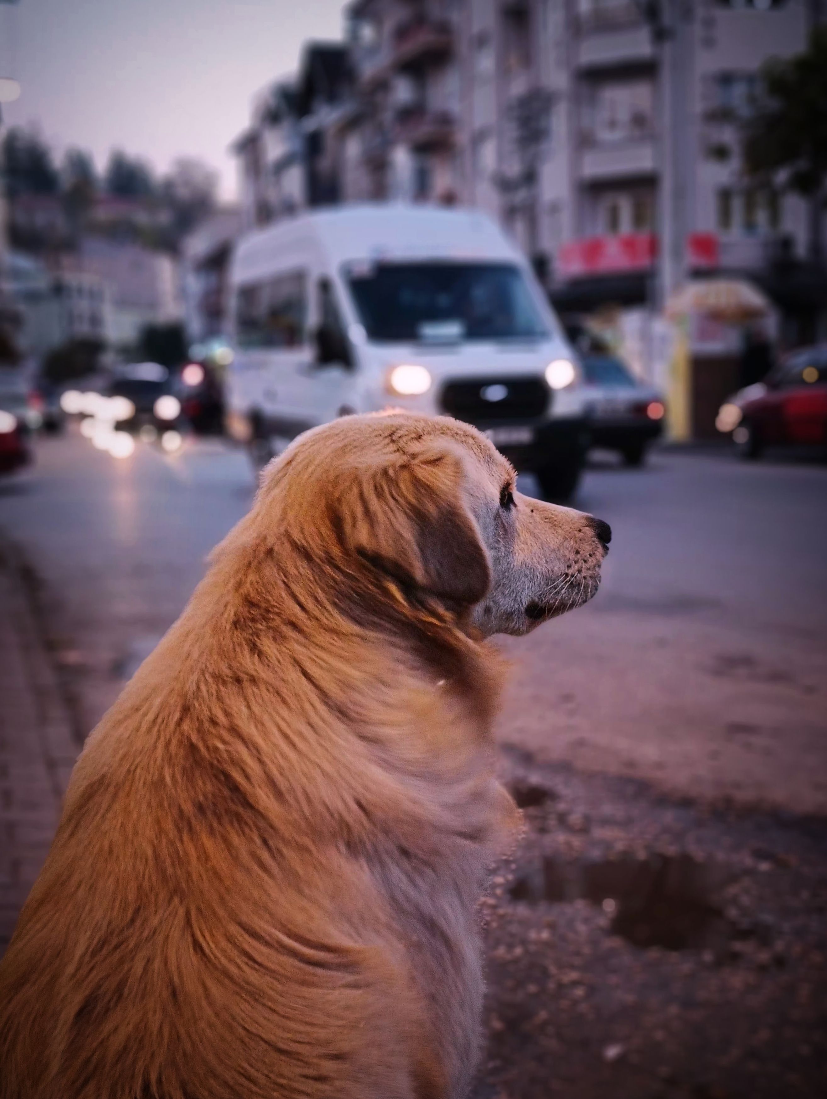 Dog At Dusk Photos, Download The BEST Free Dog At Dusk Stock Photos ...