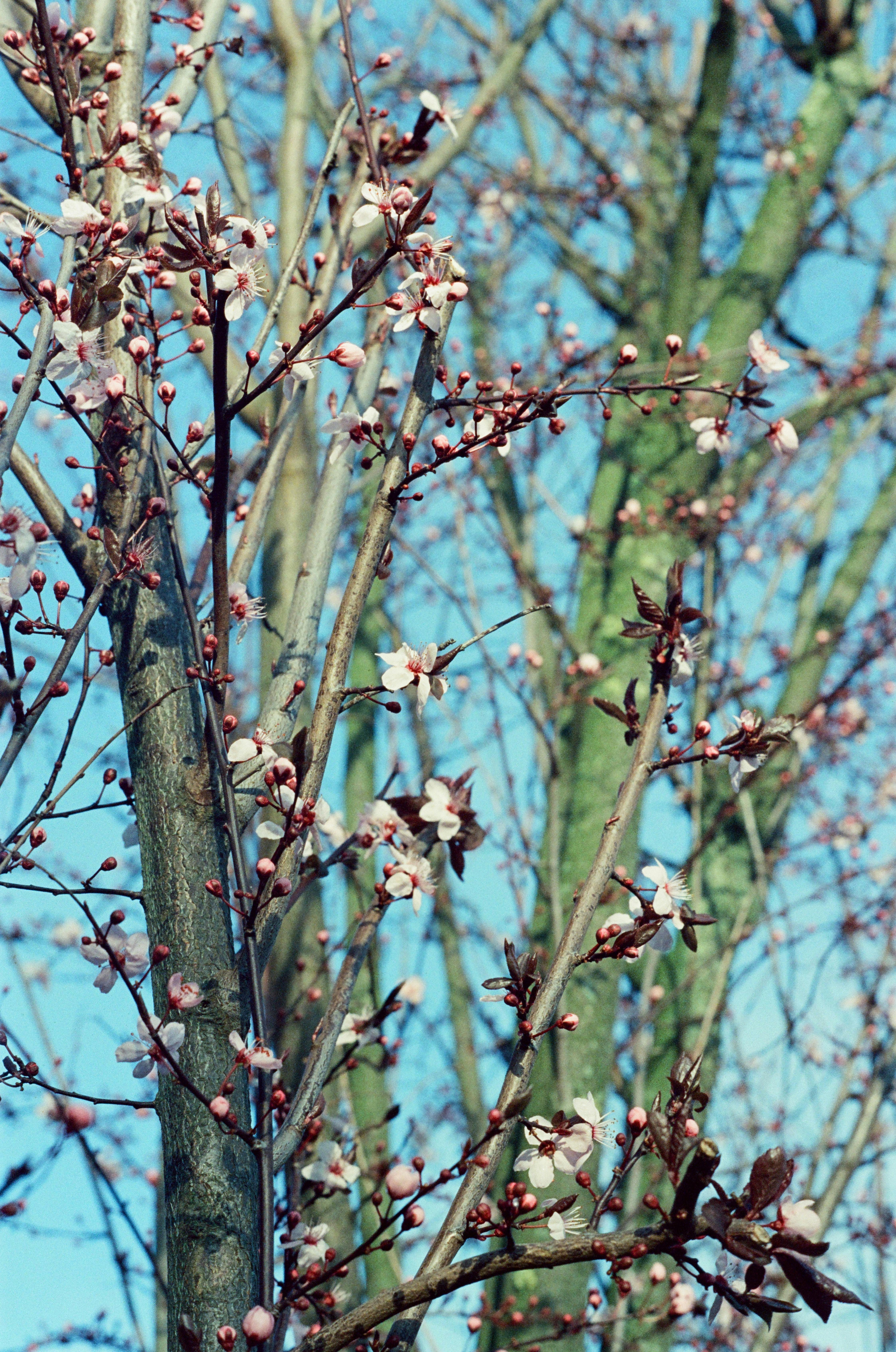 Beautiful Spring Blossom Tree in Germany · Free Stock Photo