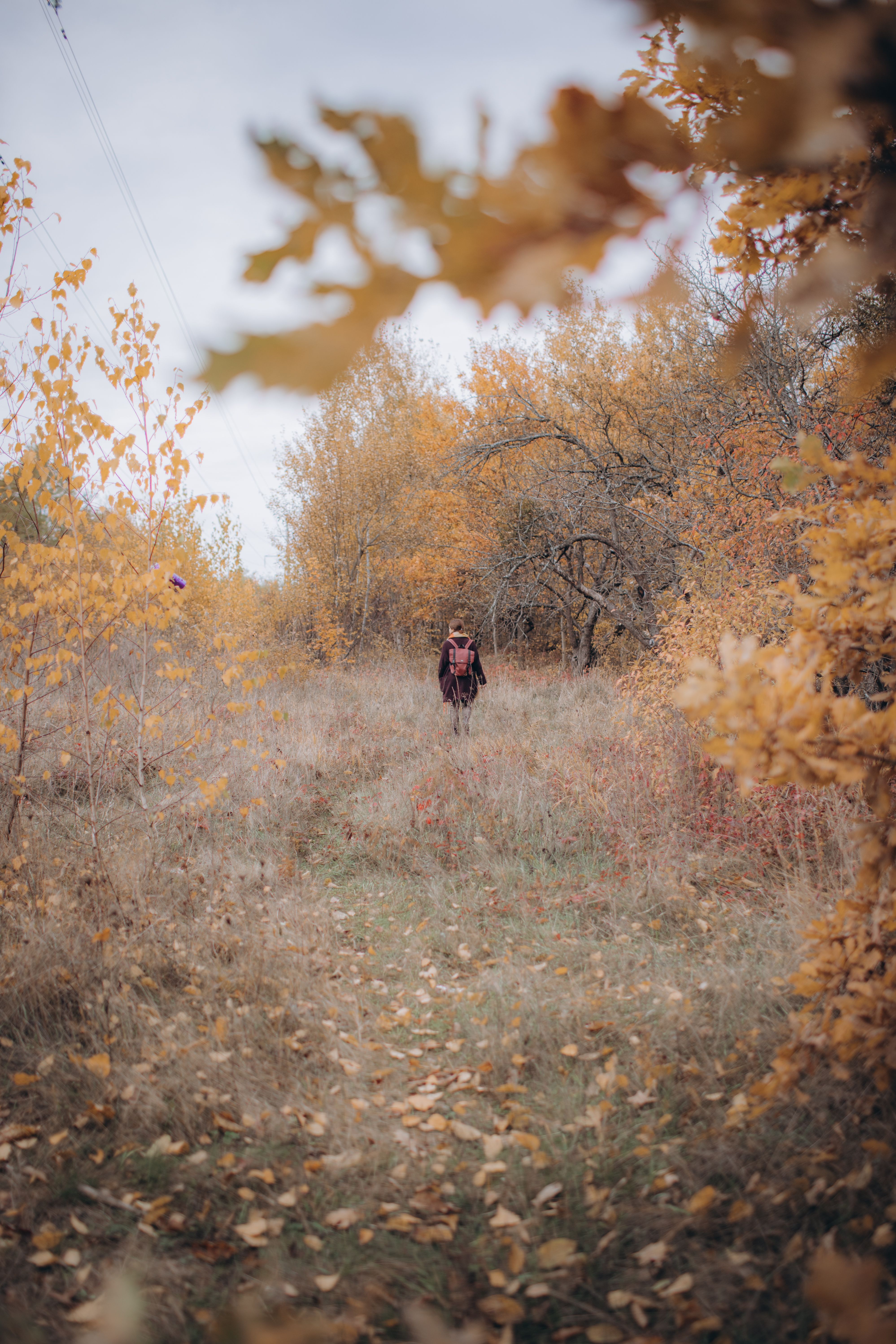 Autumn Walk in Ukrainian Forest · Free Stock Photo