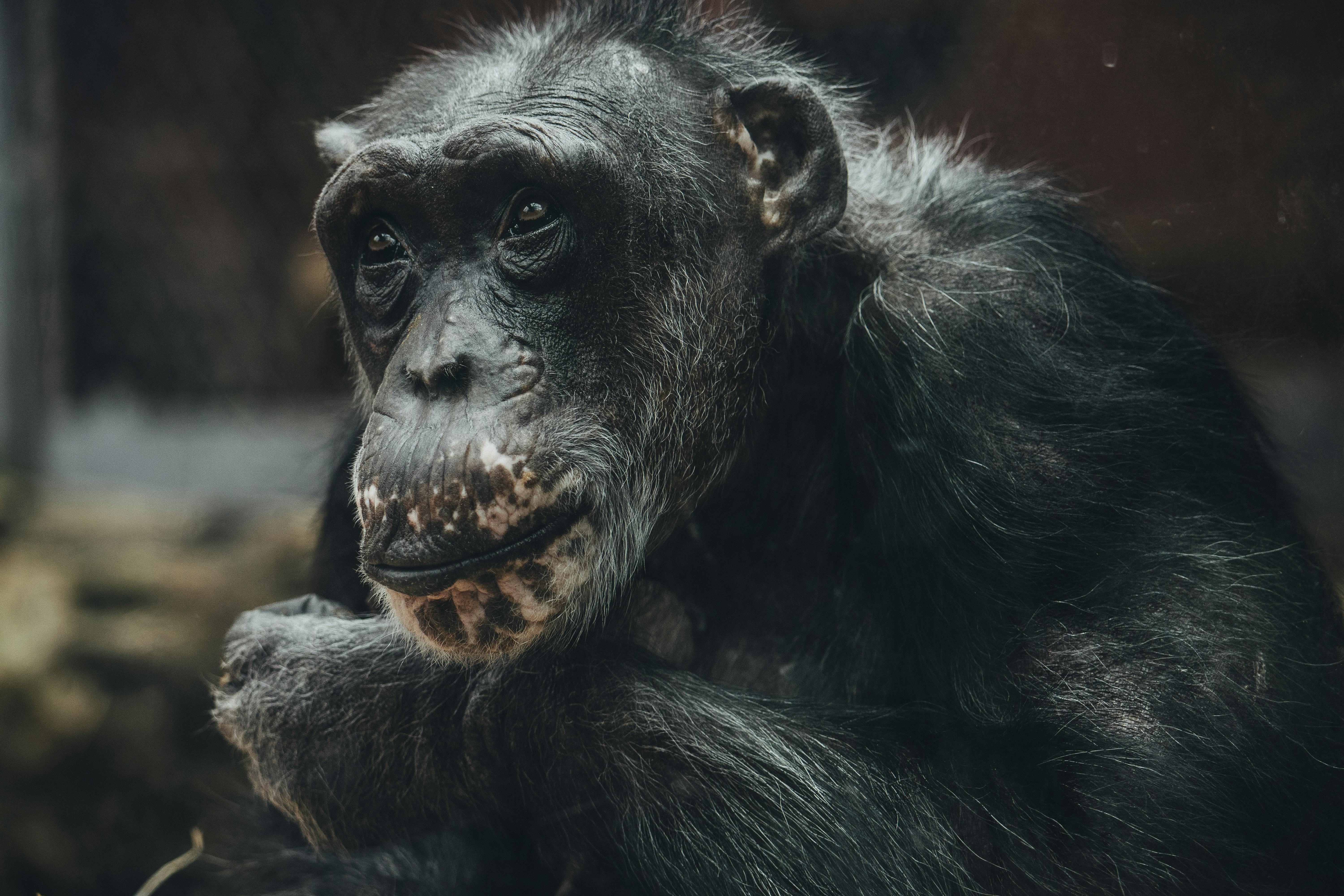 Thoughtful Chimpanzee Captured in Close-Up Portrait · Free Stock Photo