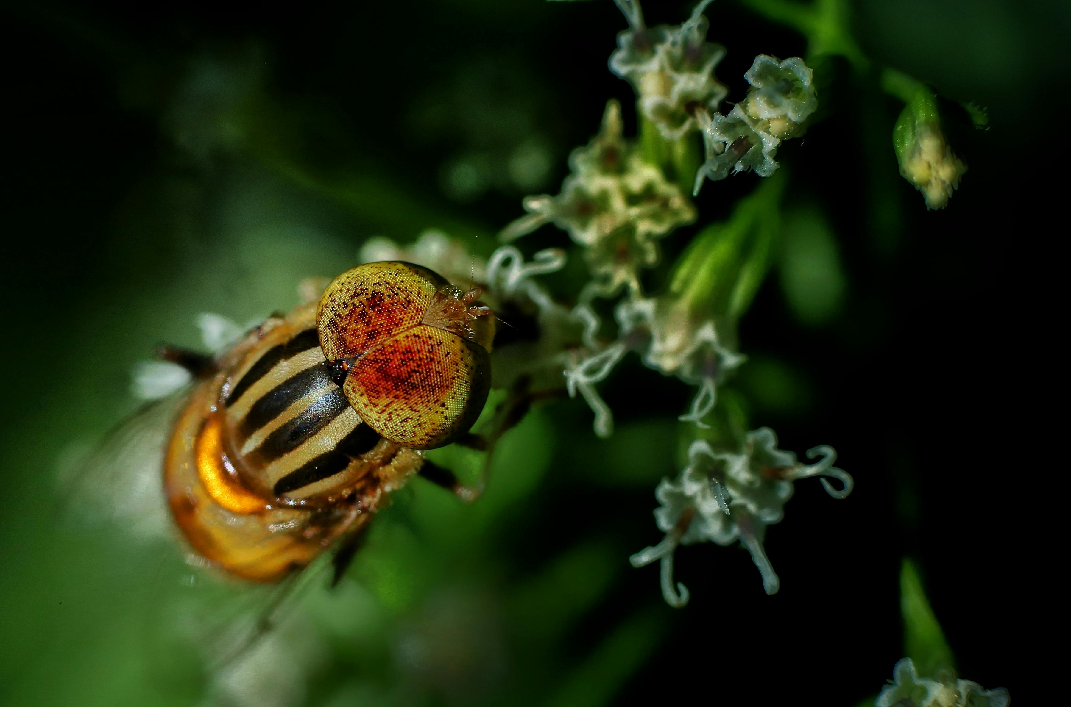 Macro Shot of Hoverfly on Flower in Natural Habitat · Free Stock Photo