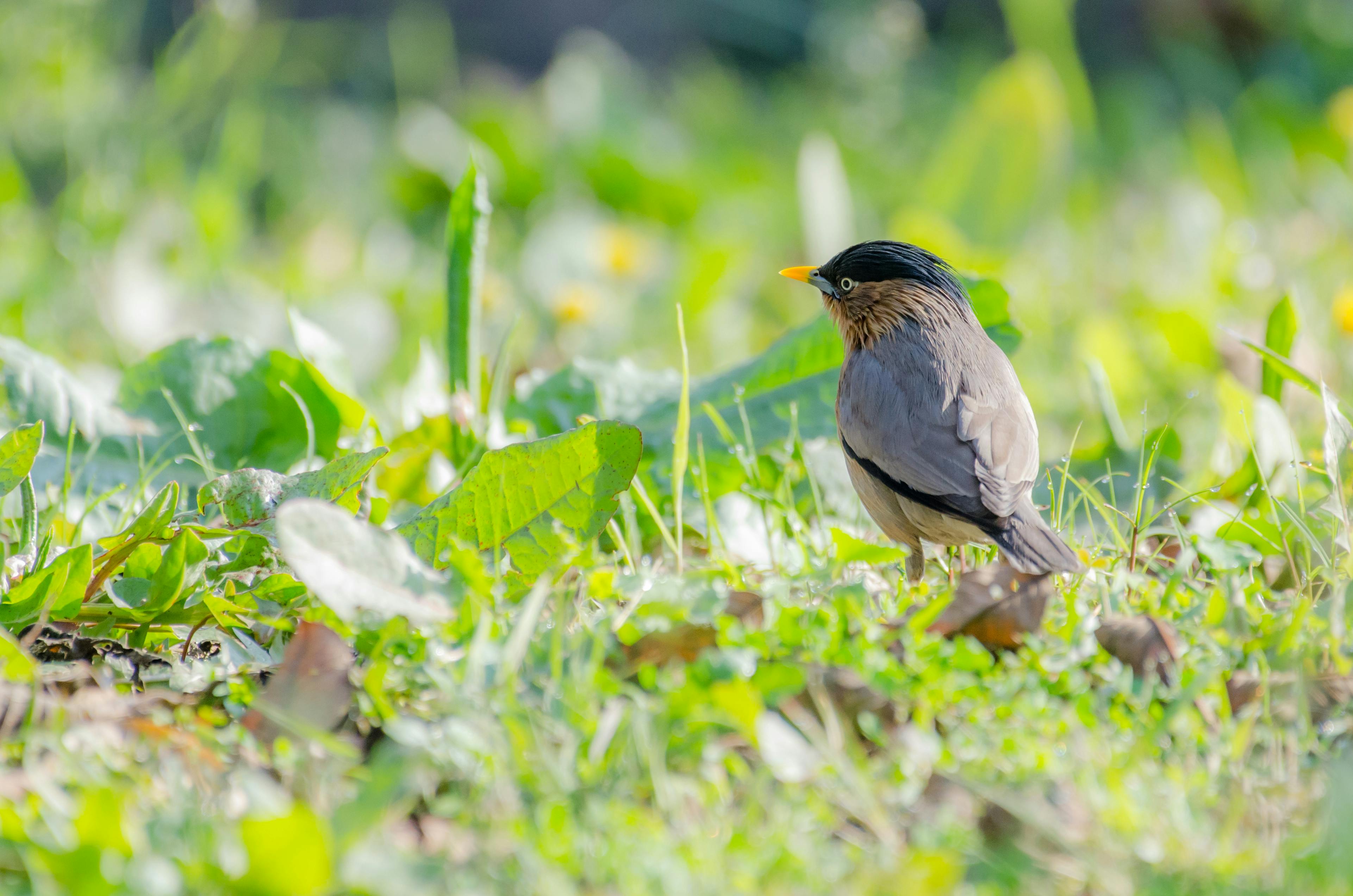 Bird Looking Back Photos, Download The BEST Free Bird Looking Back ...